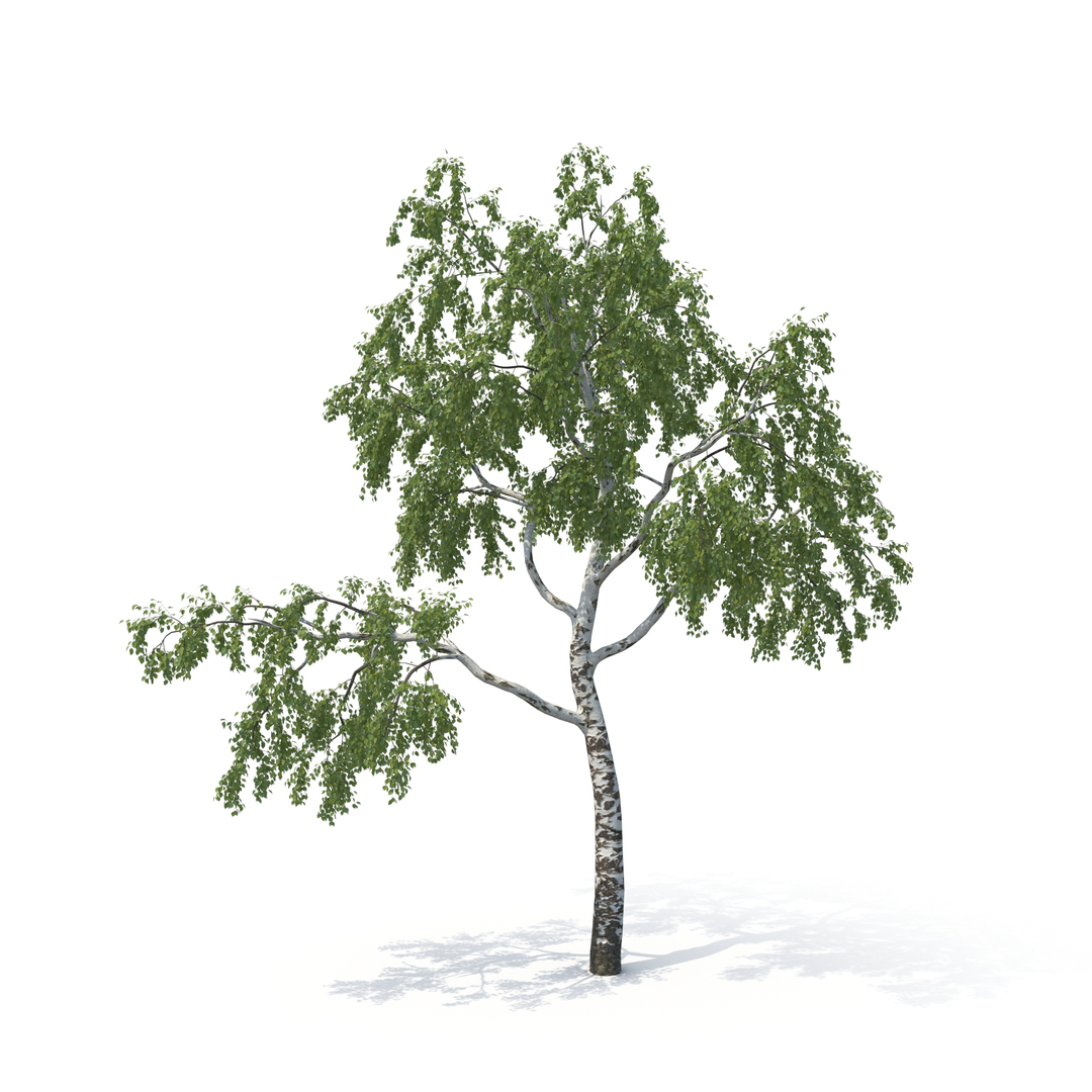 Birch Tree Seasons 3D Model - TurboSquid 1493949