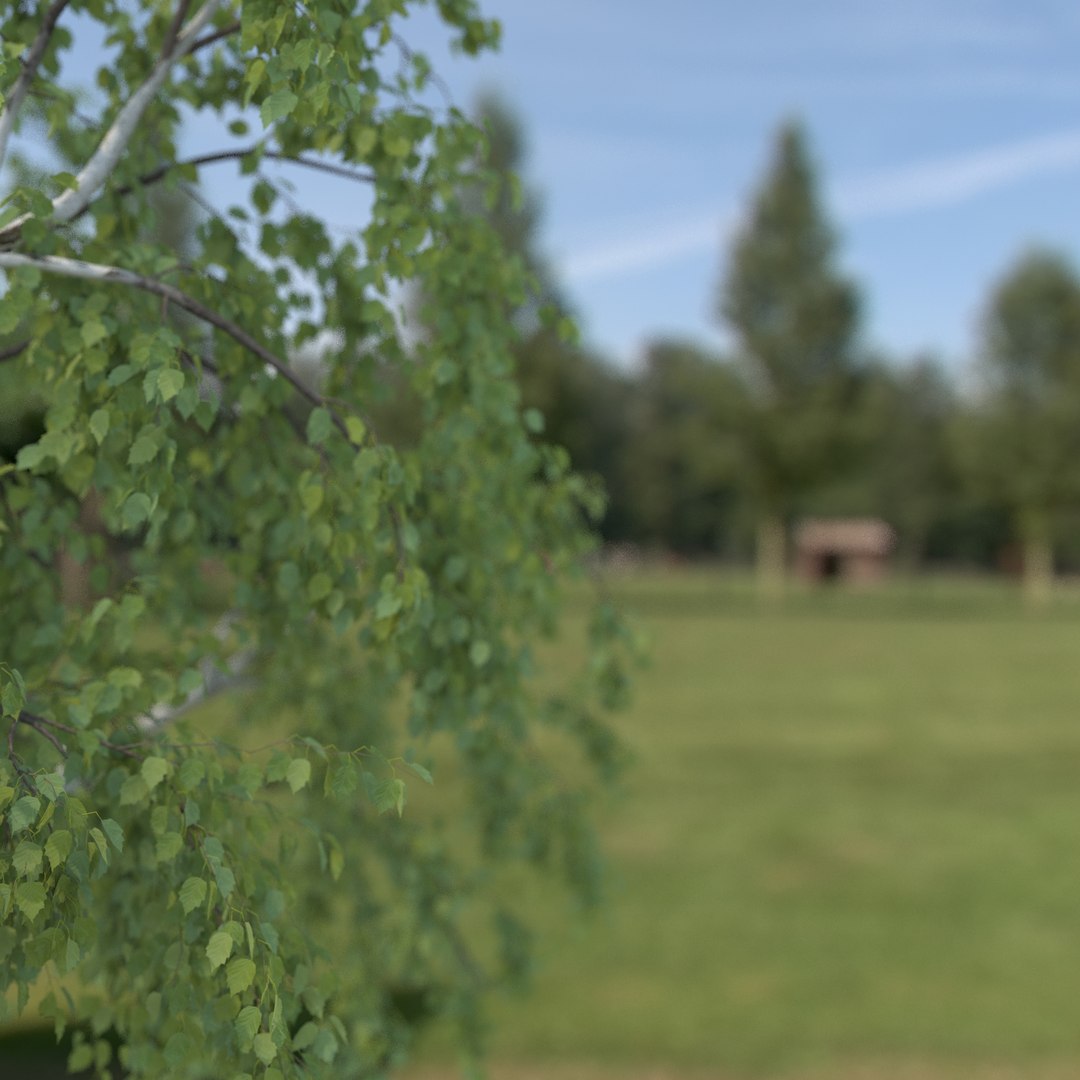 Birch Tree Seasons 3D Model - TurboSquid 1493949