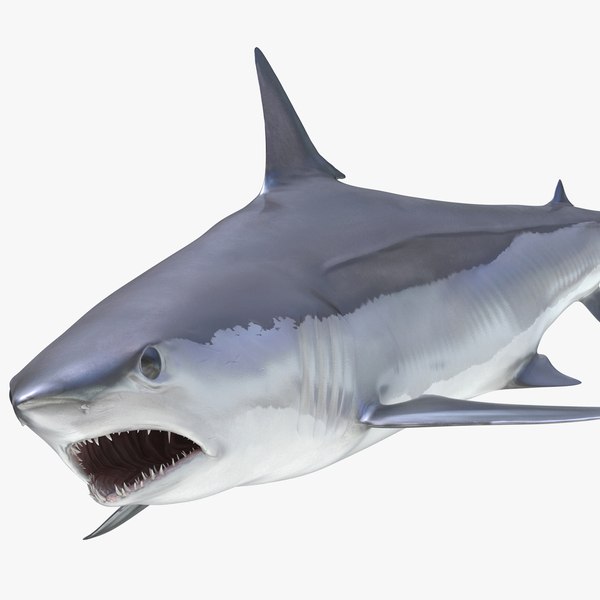 Mako Shark 3D Models for Download | TurboSquid