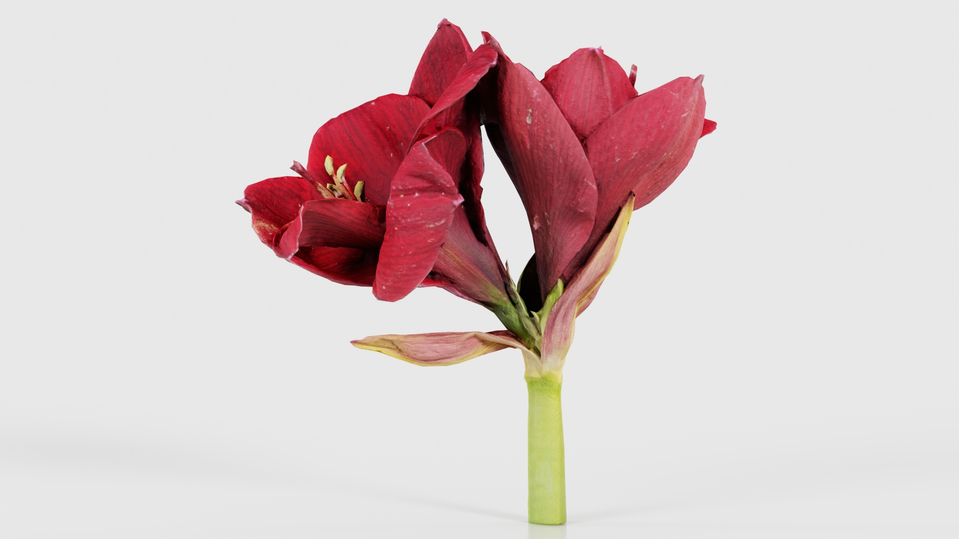 3D Close Up Belladonna Lily Jersey March Ladies Amaryllis Remastered ...