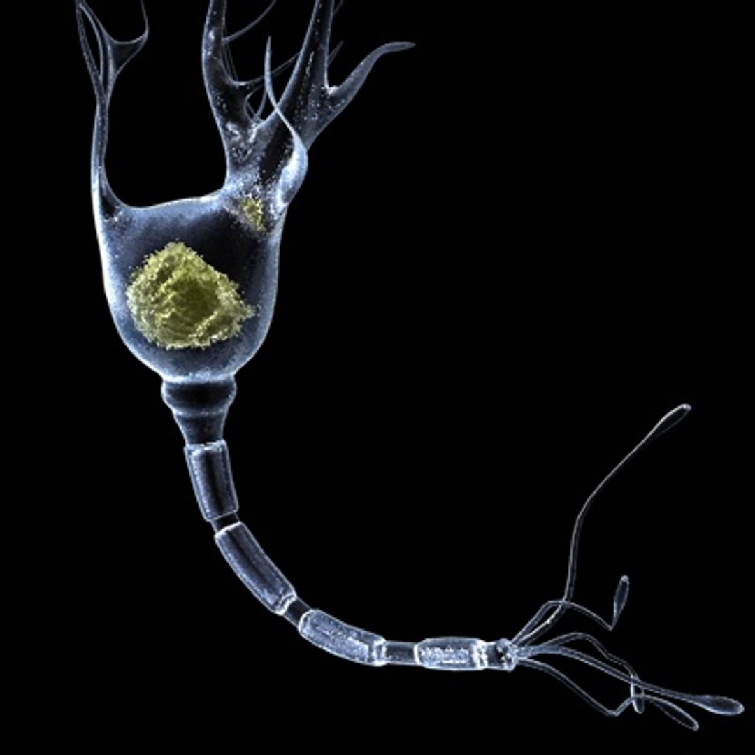 3d model brain cell