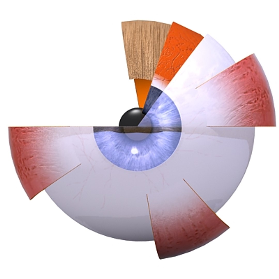 Eye Section 3d Model