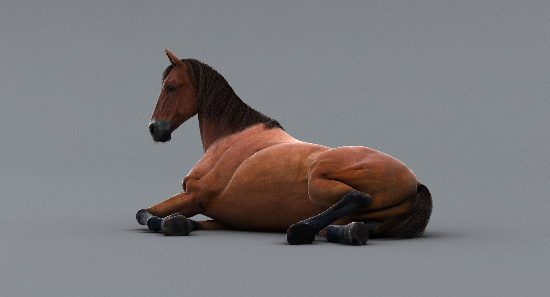 modelo 3d Aparejo de caballos - TurboSquid 1046386