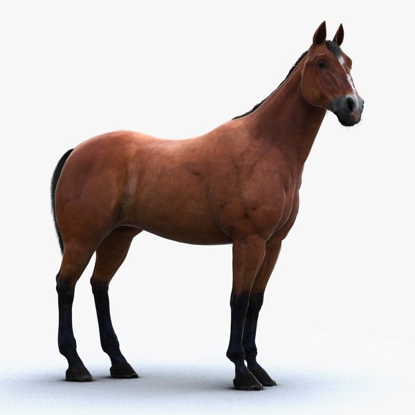 Free Horse 3D Models for Download | TurboSquid