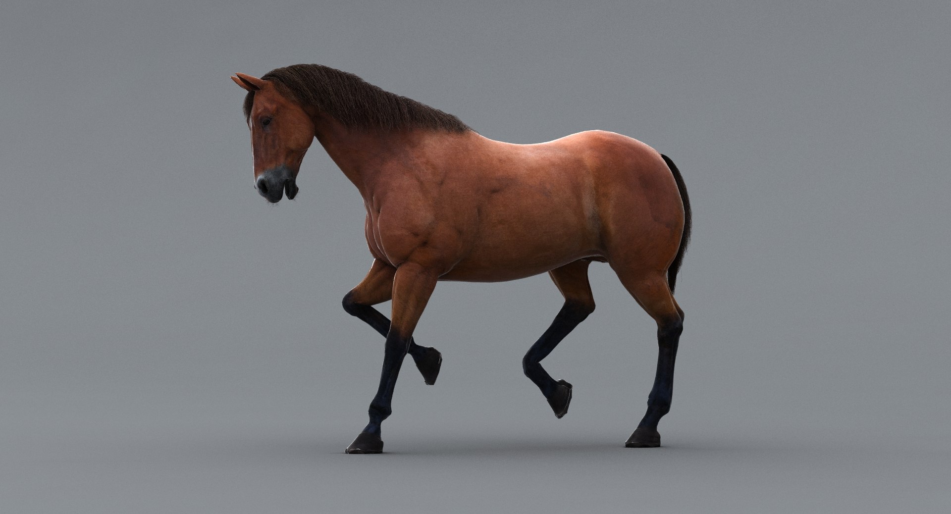 realistic horse rigged max