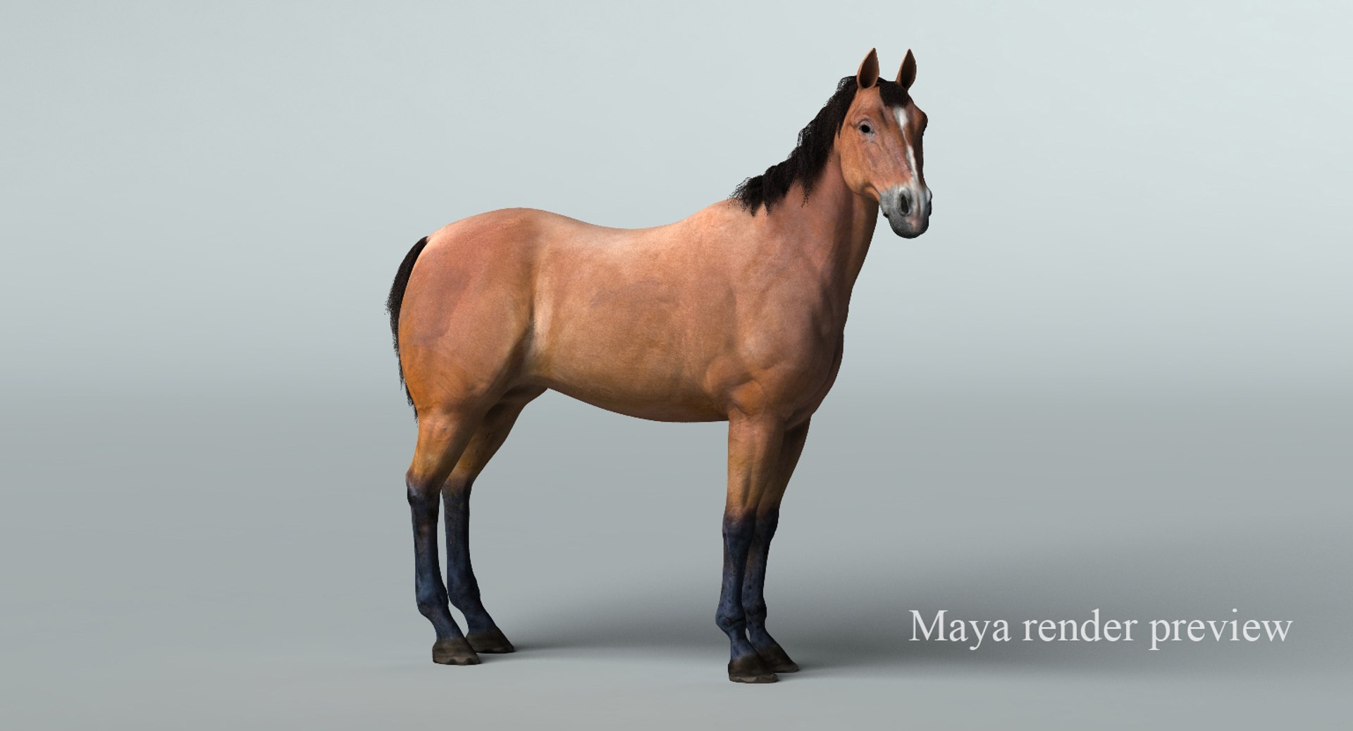 Realistic Horse Rigged Max