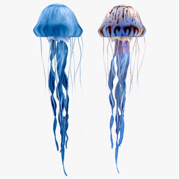modelo 3d Medusa Chrysaora - TurboSquid 2309340