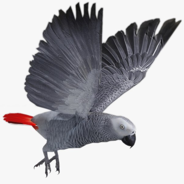 modelo 3d Grey Parrot Animated - TurboSquid 2049317