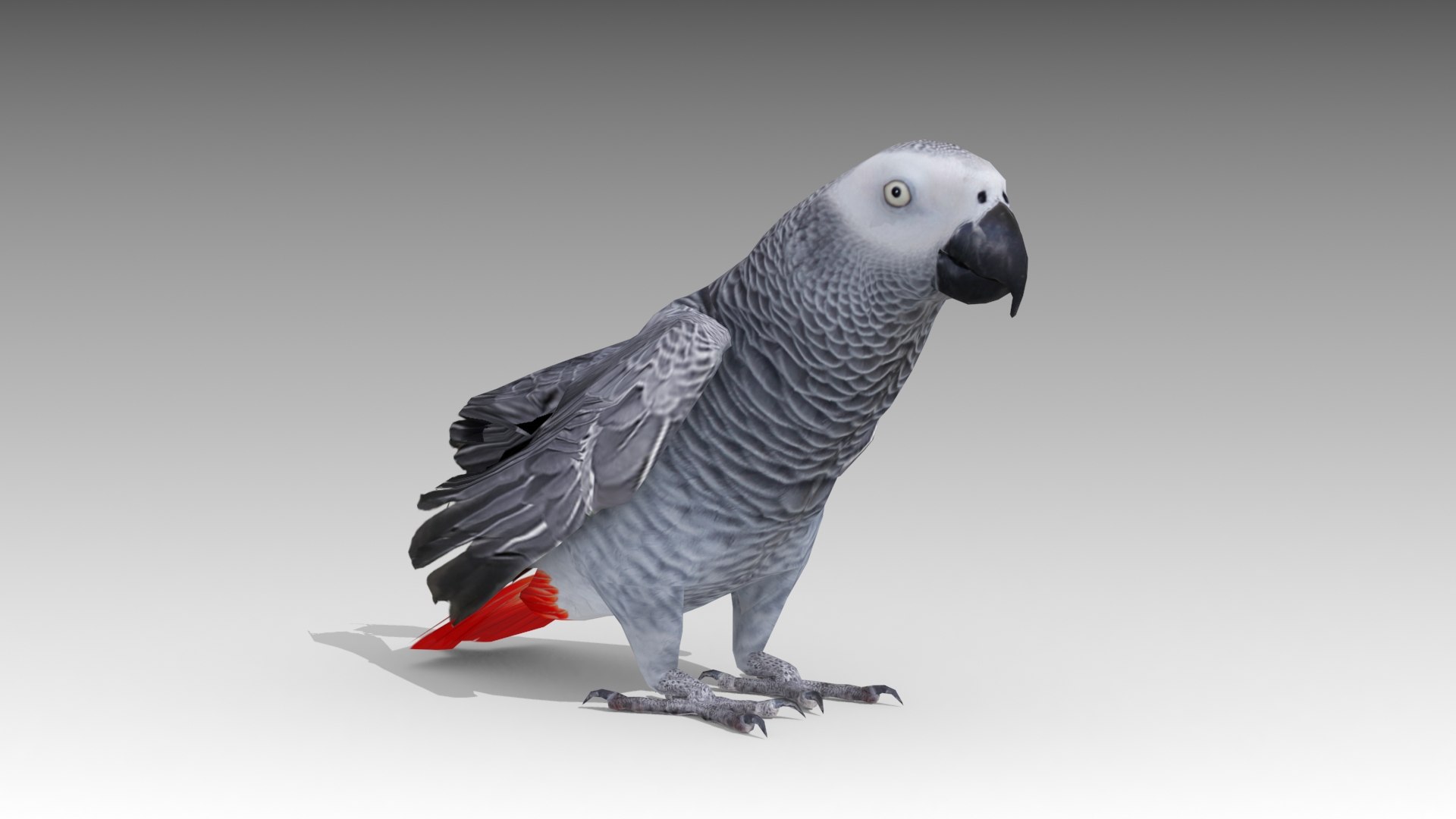 Grey Parrot Animated 3D Model - TurboSquid 2049317