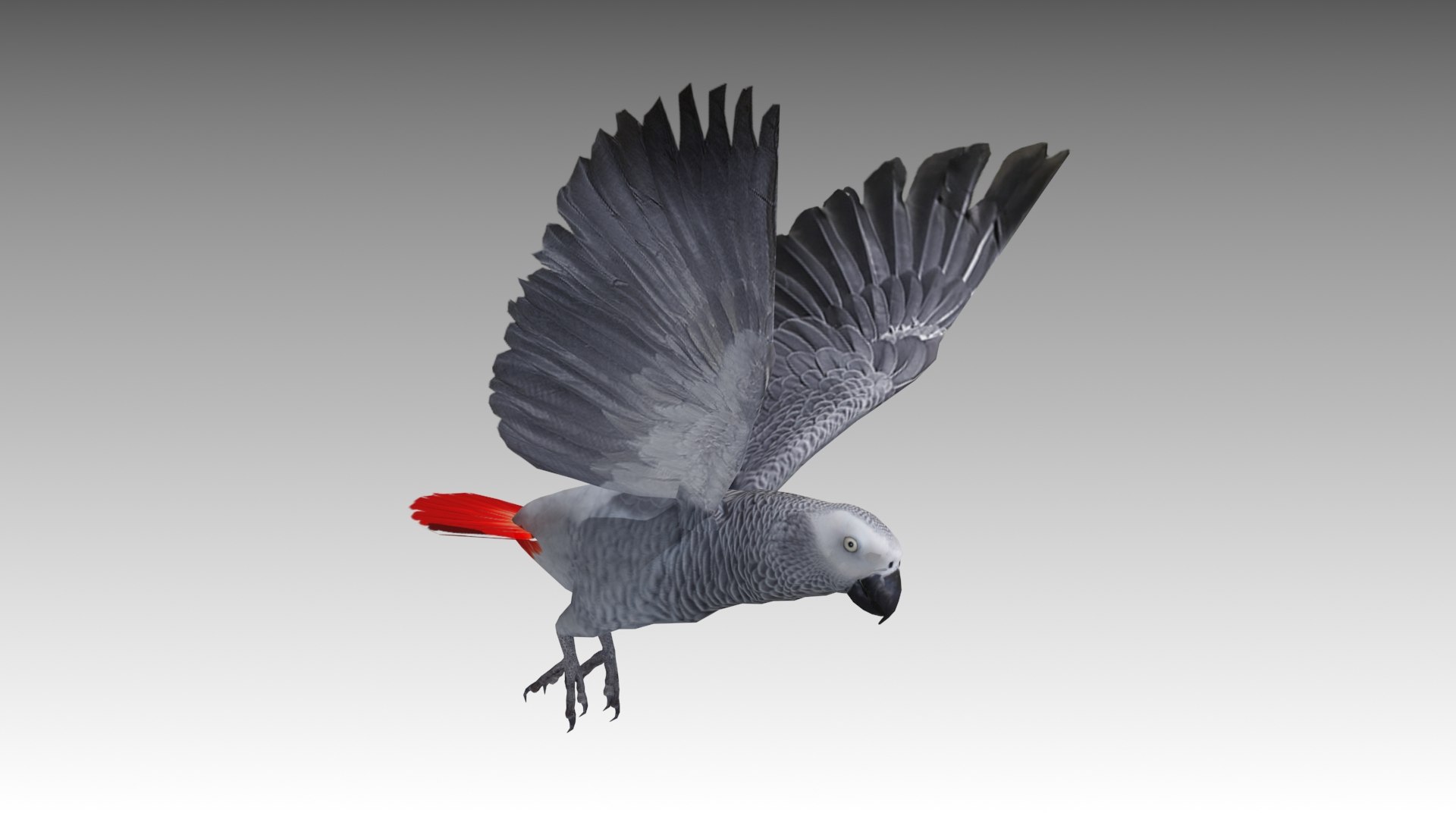 Grey Parrot Animated 3D Model - TurboSquid 2049317