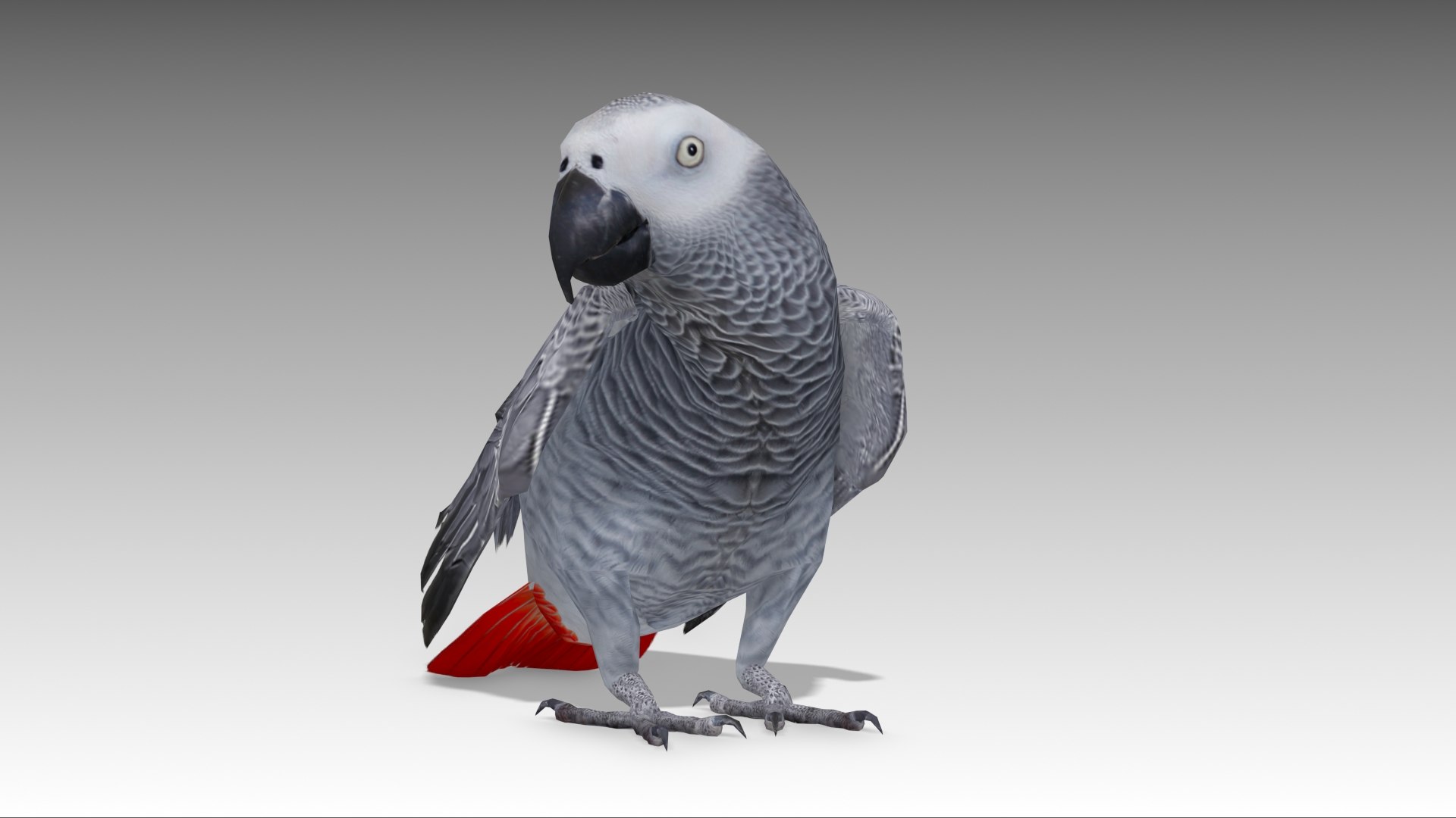 Grey Parrot Animated 3D Model - TurboSquid 2049317