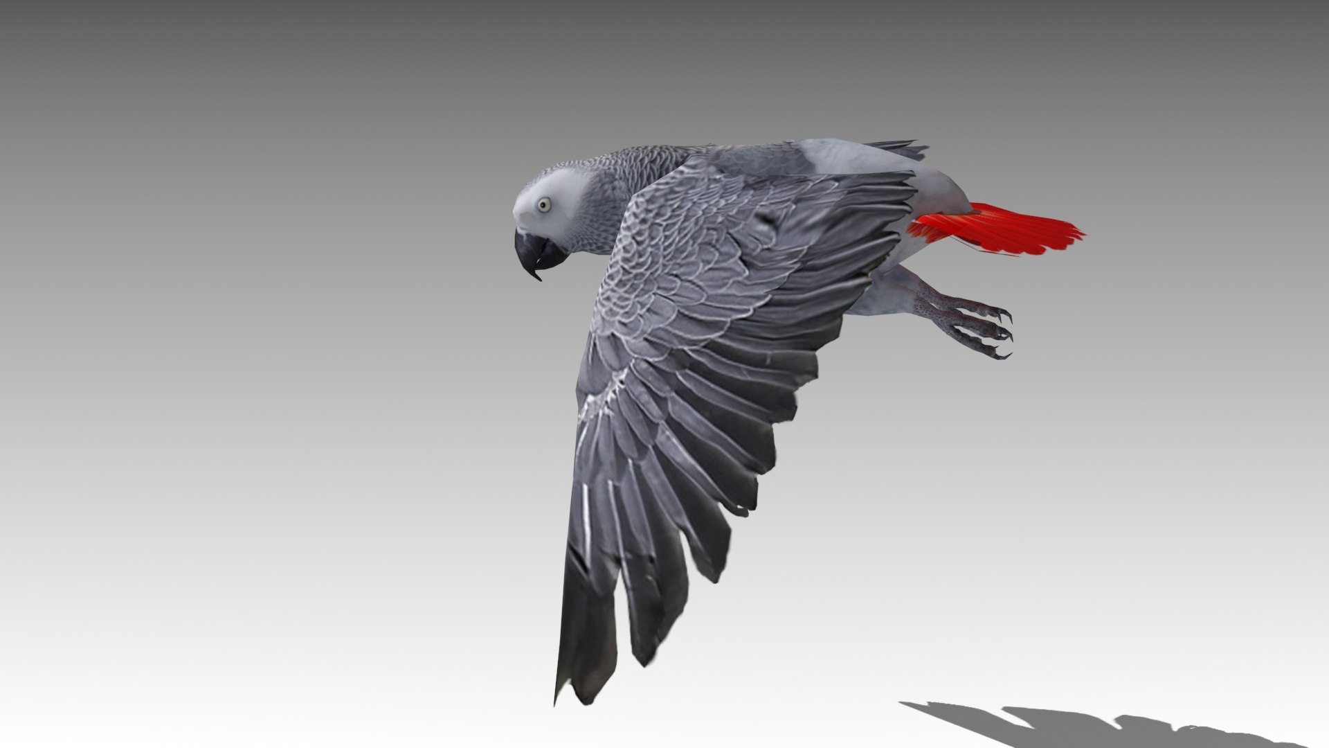 Grey Parrot Animated 3D Model - TurboSquid 2049317