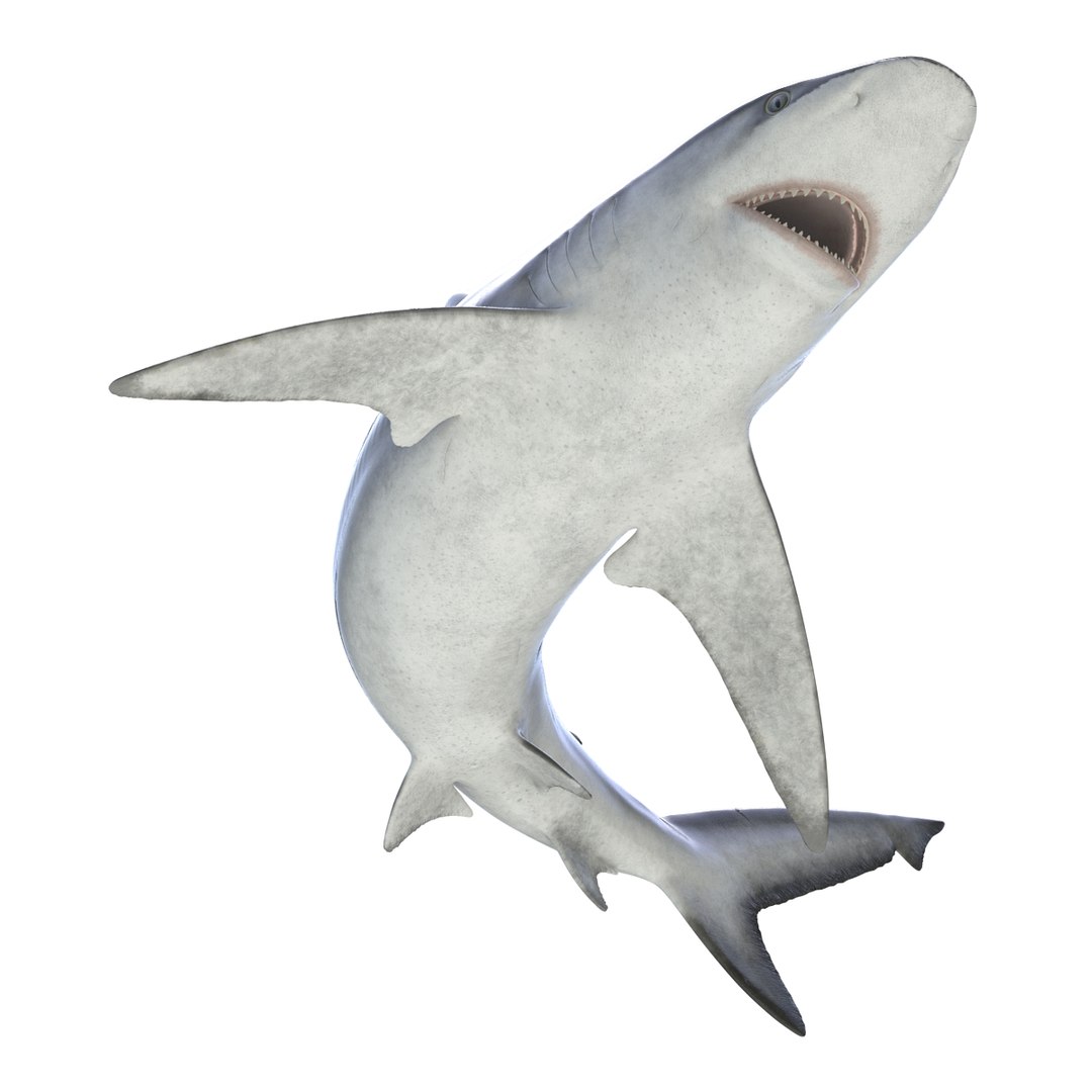 bignose shark pose 2 3d fbx