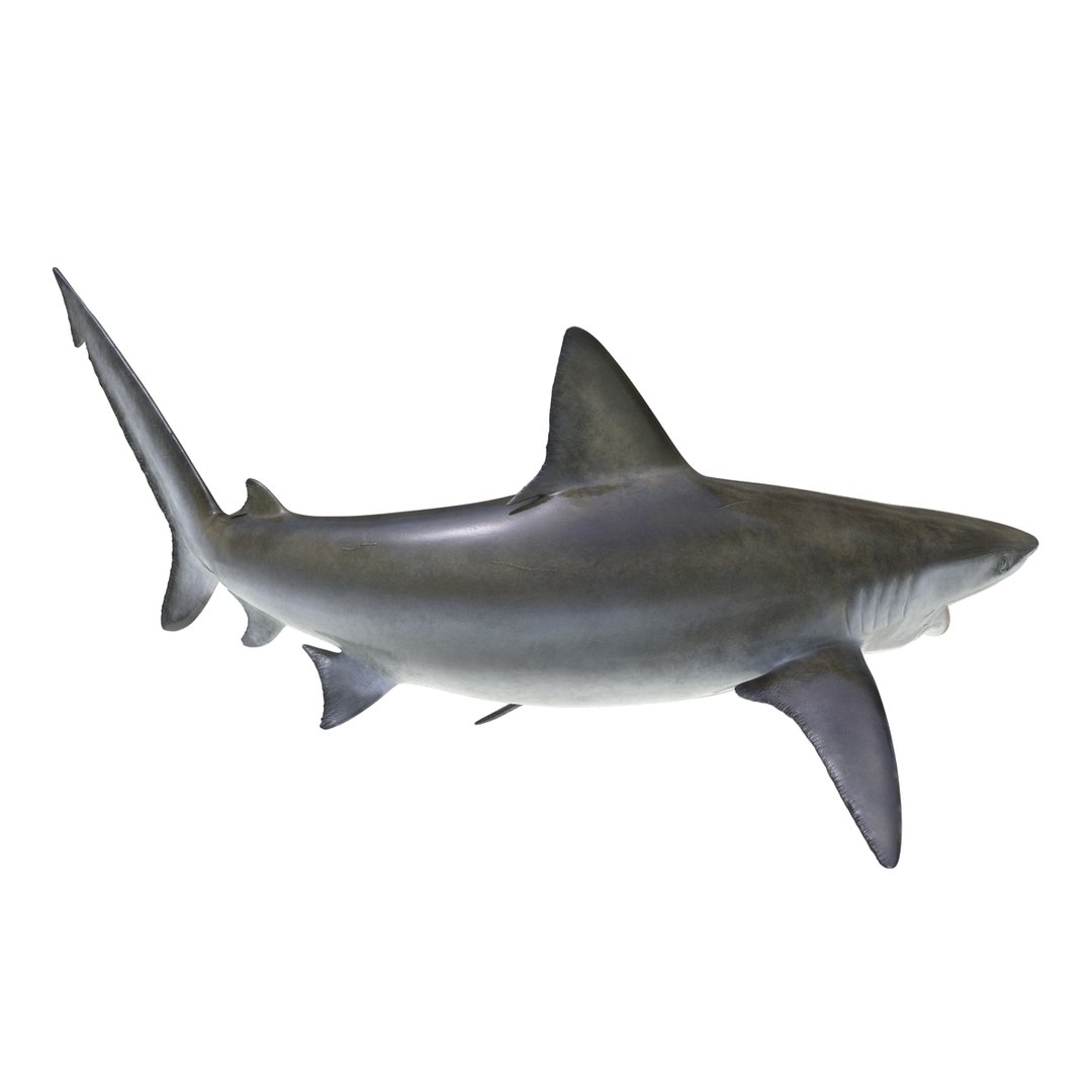 bignose shark pose 2 3d fbx