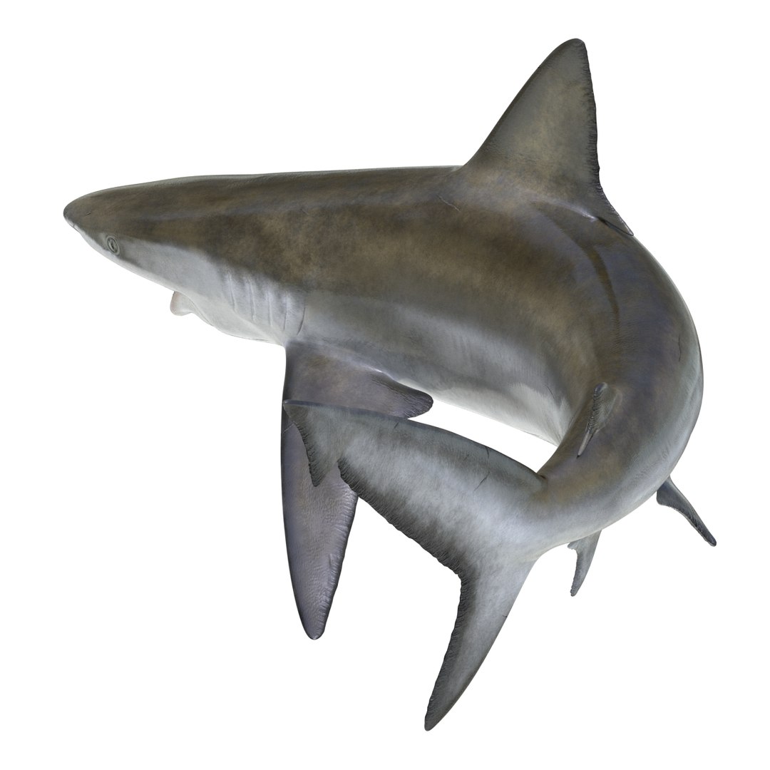 bignose shark pose 2 3d fbx