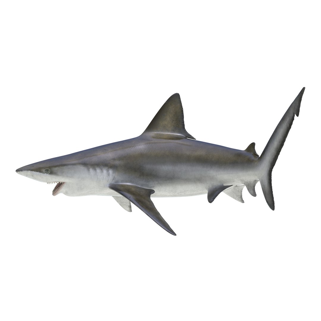 bignose shark pose 2 3d fbx