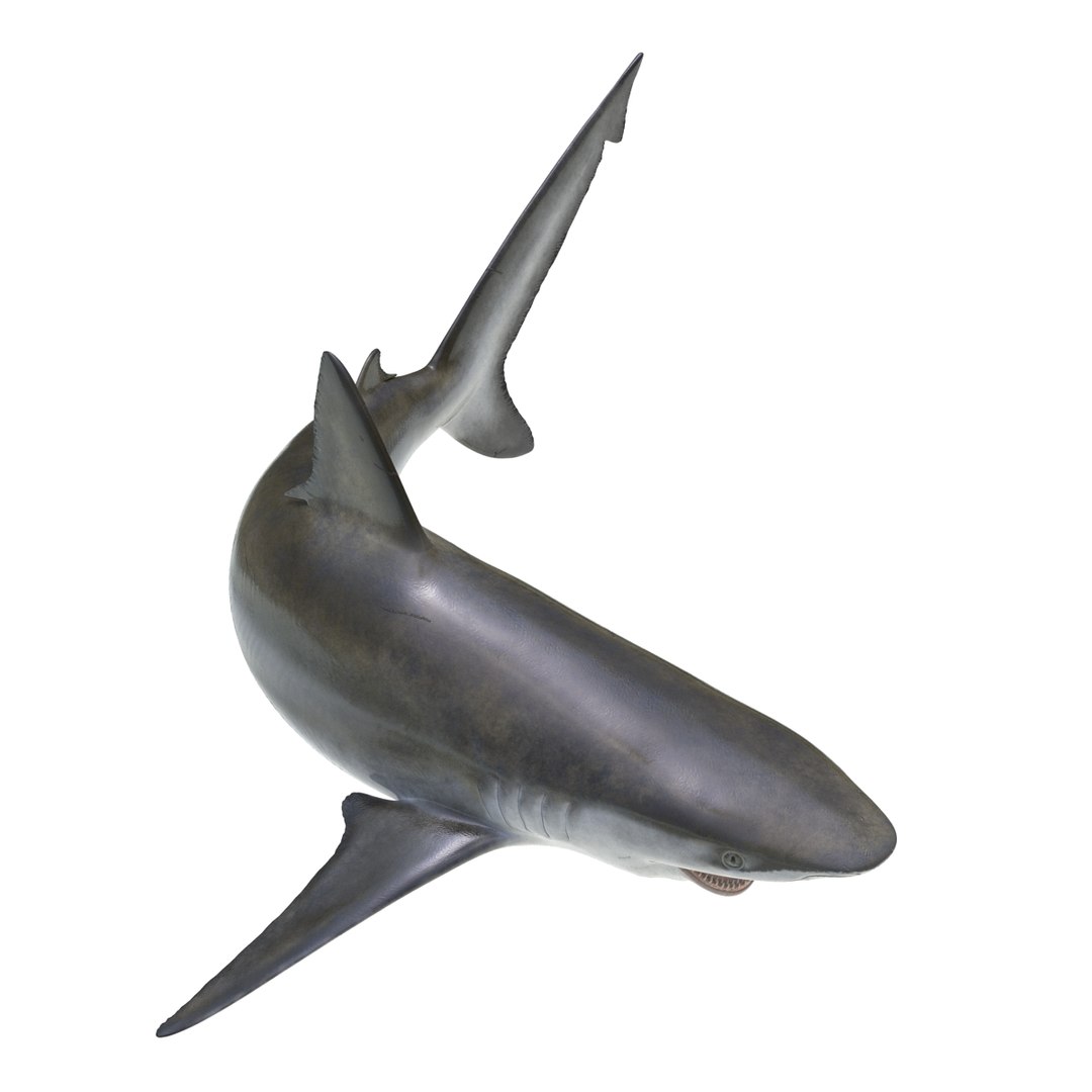 bignose shark pose 2 3d fbx