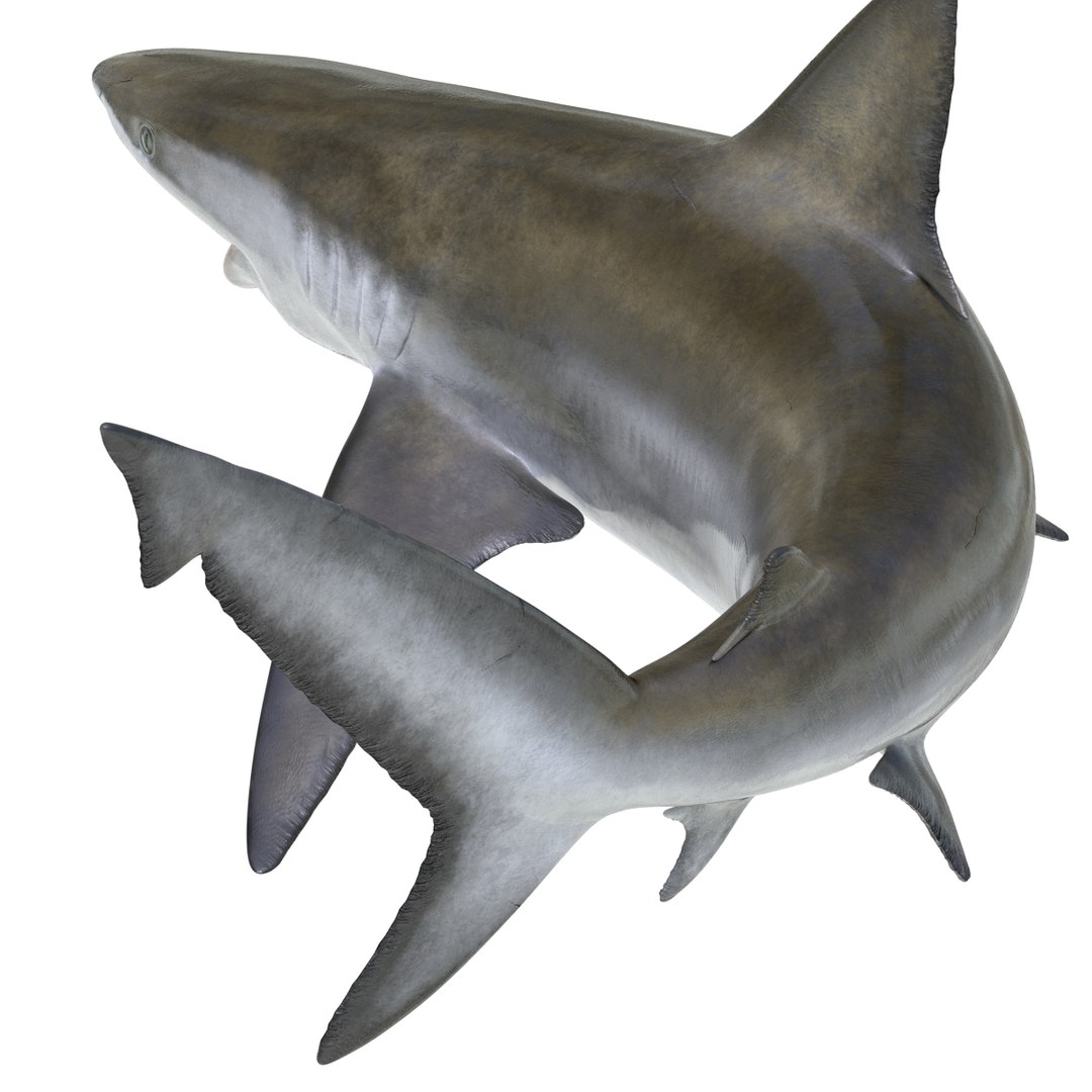 bignose shark pose 2 3d fbx