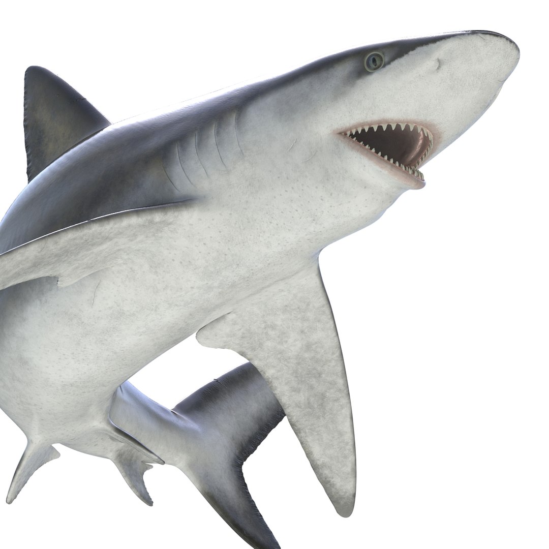 bignose shark pose 2 3d fbx