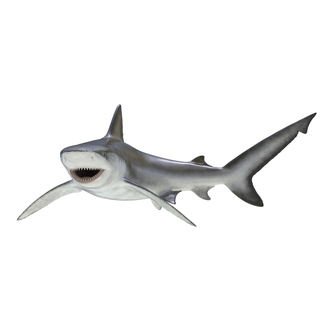 bignose shark pose 2 3d fbx
