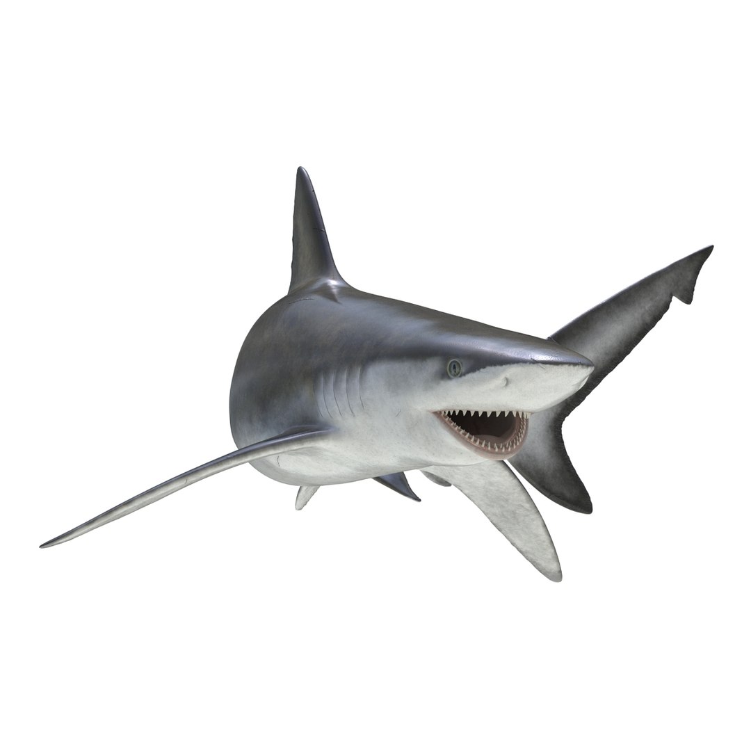 bignose shark pose 2 3d fbx