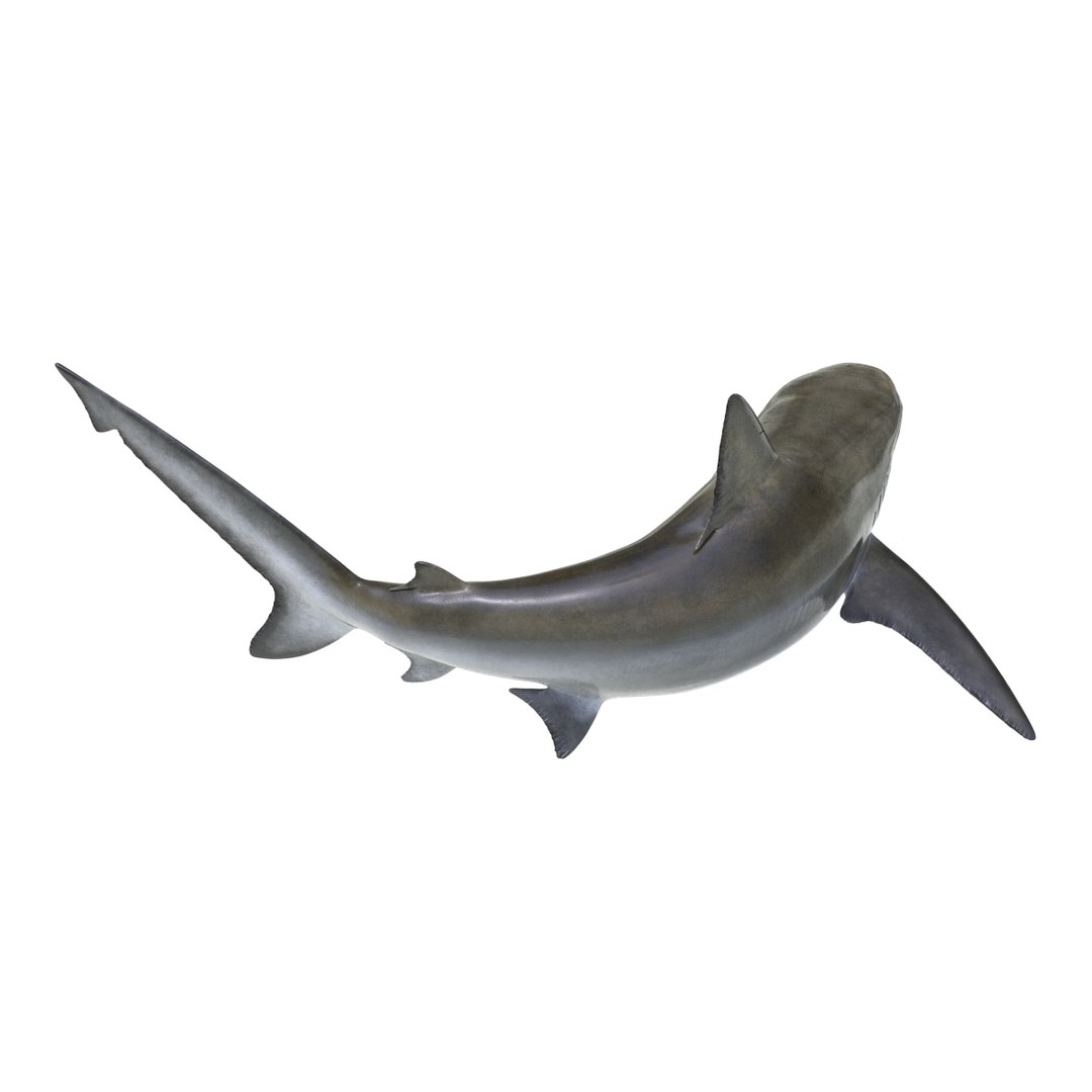 bignose shark pose 2 3d fbx