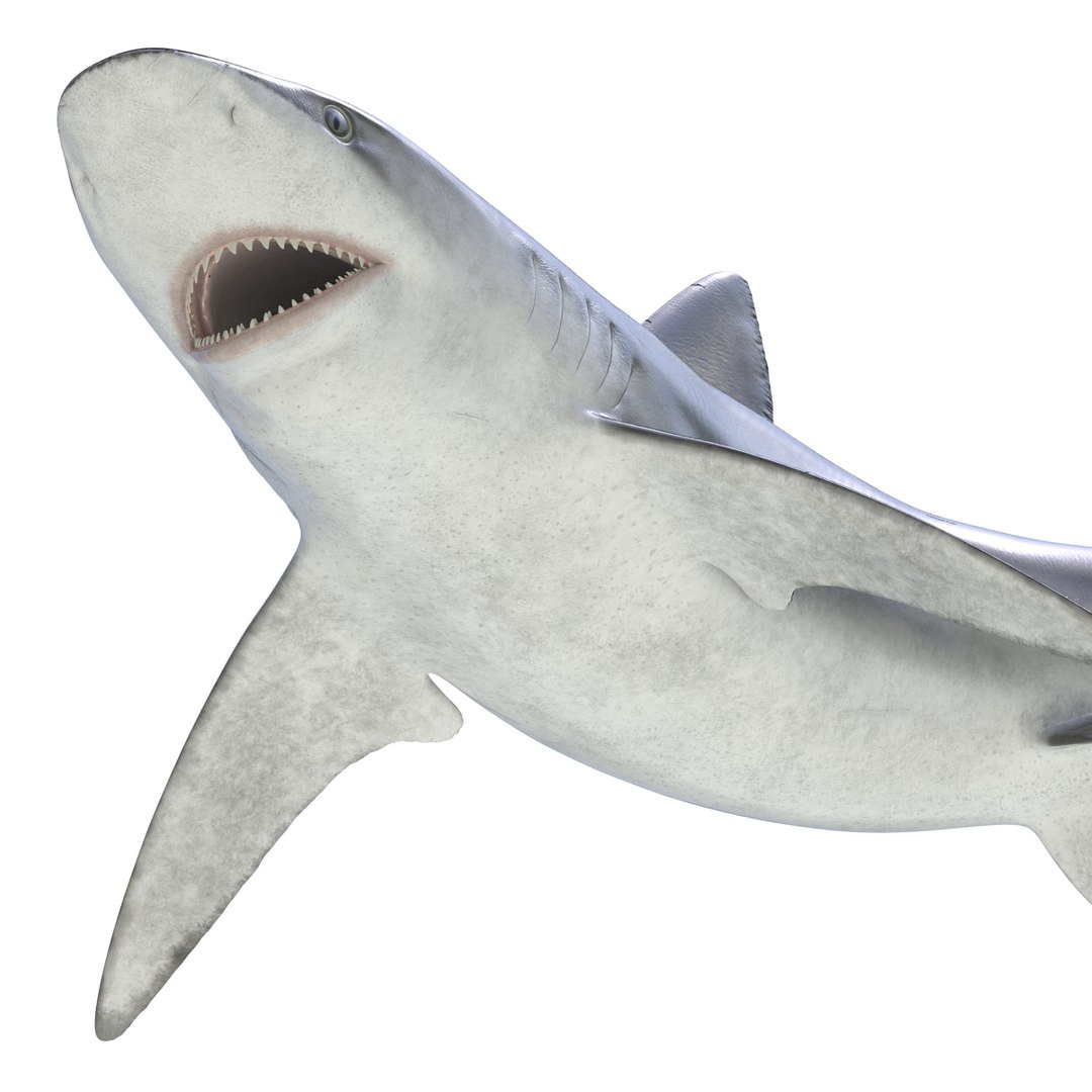 bignose shark pose 2 3d fbx