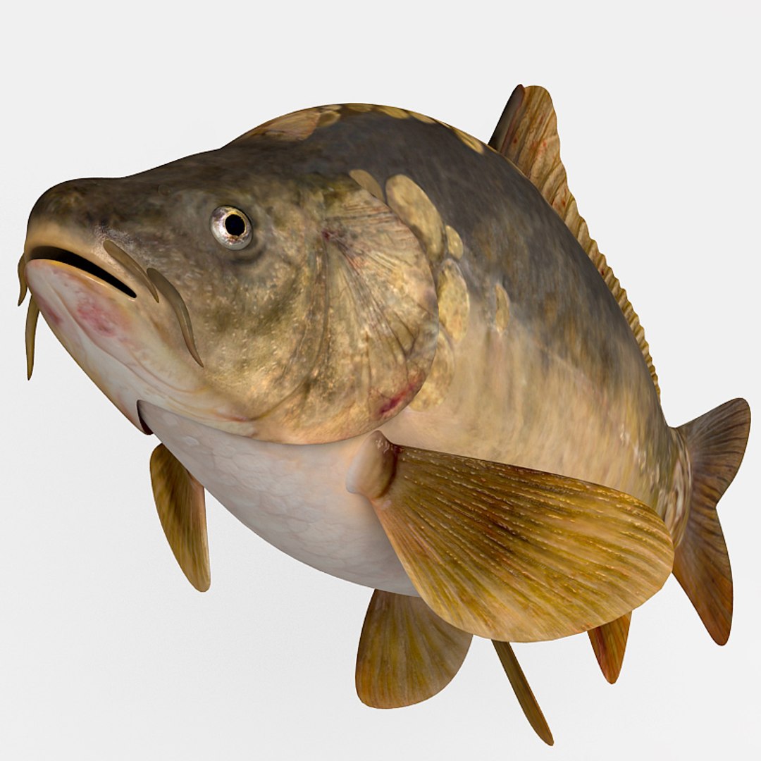 3d mirror carp