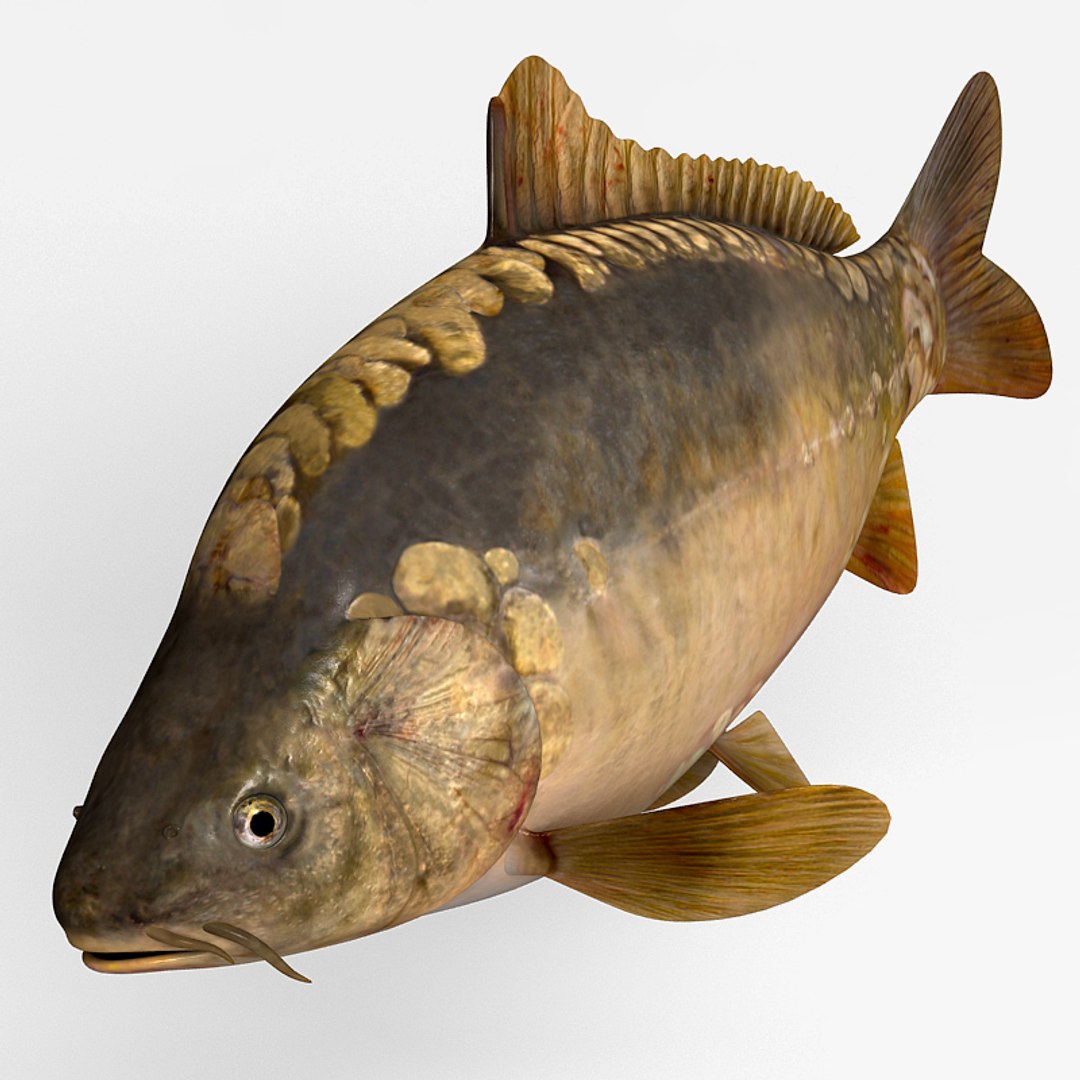 3d mirror carp