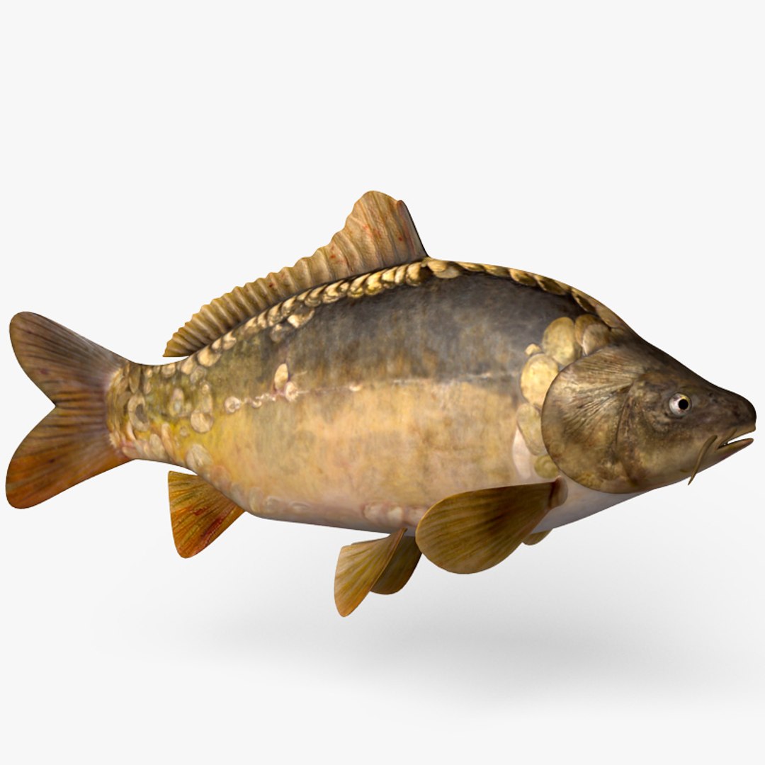 3d mirror carp