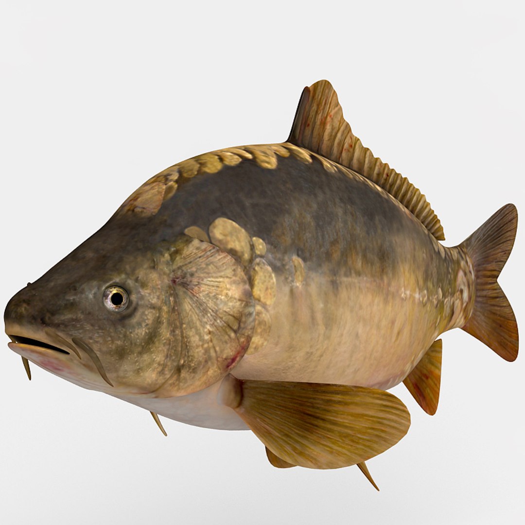 3d mirror carp