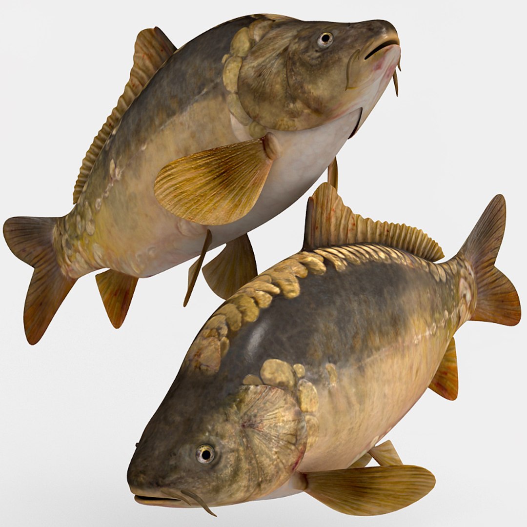3d mirror carp