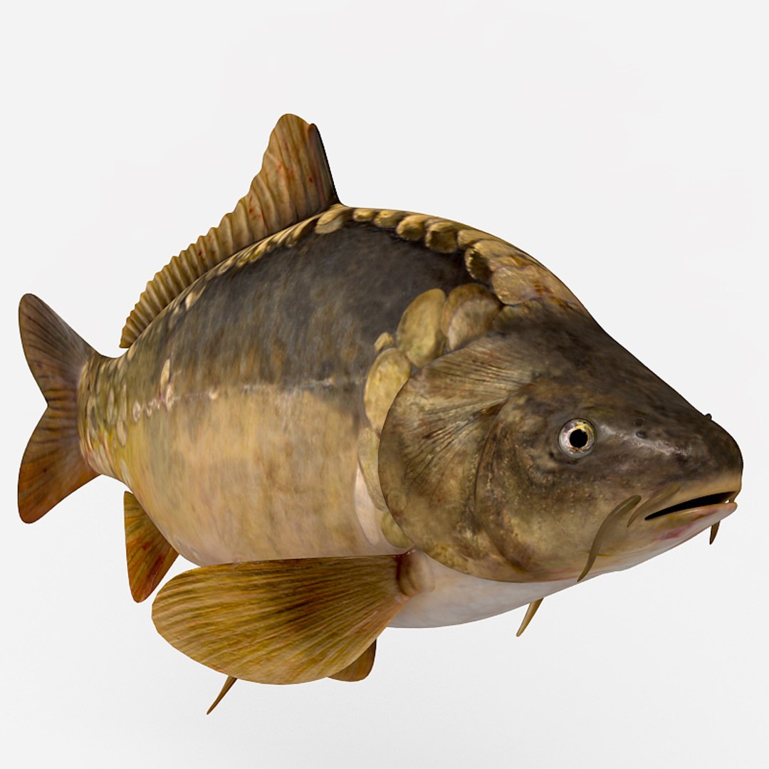 3d mirror carp