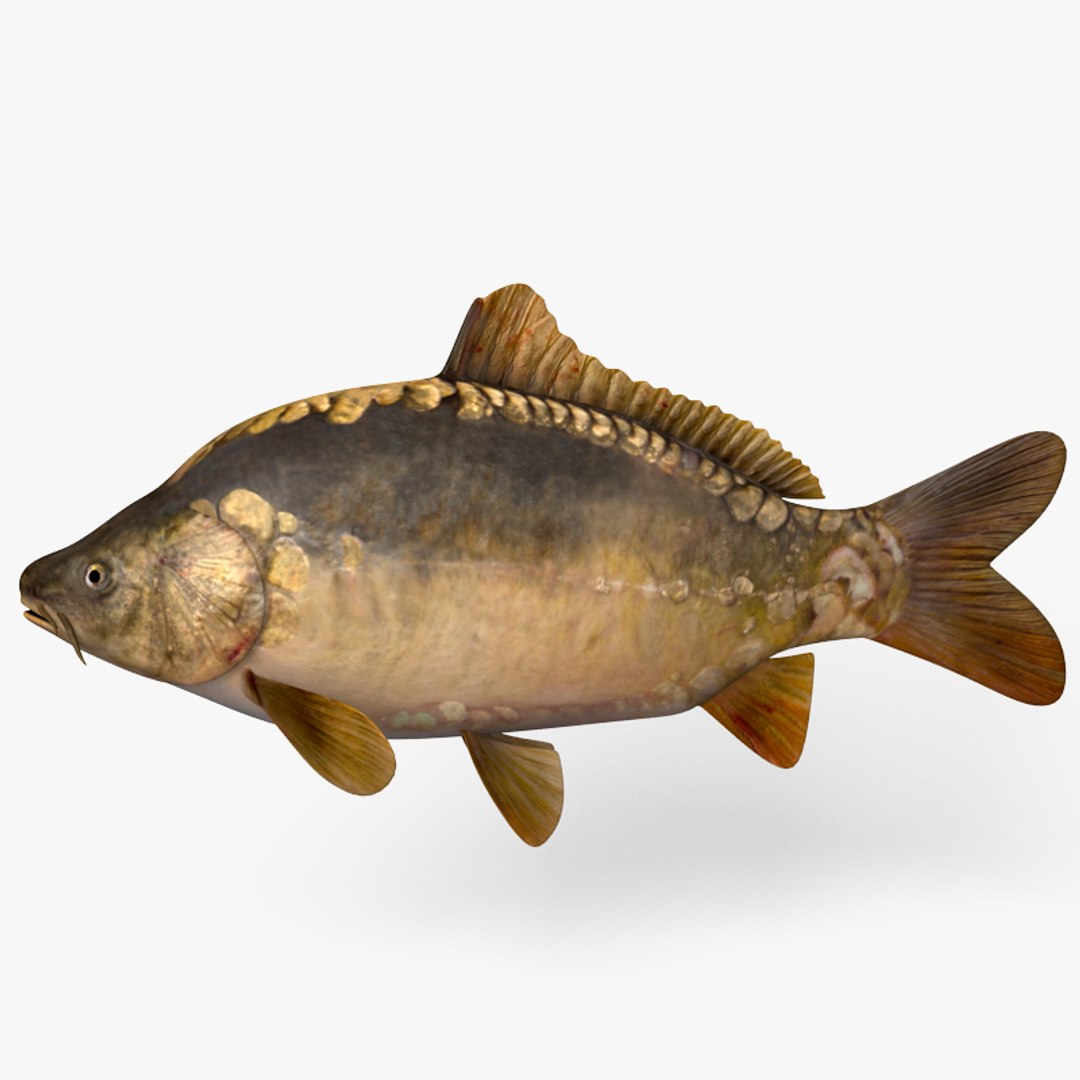3d mirror carp