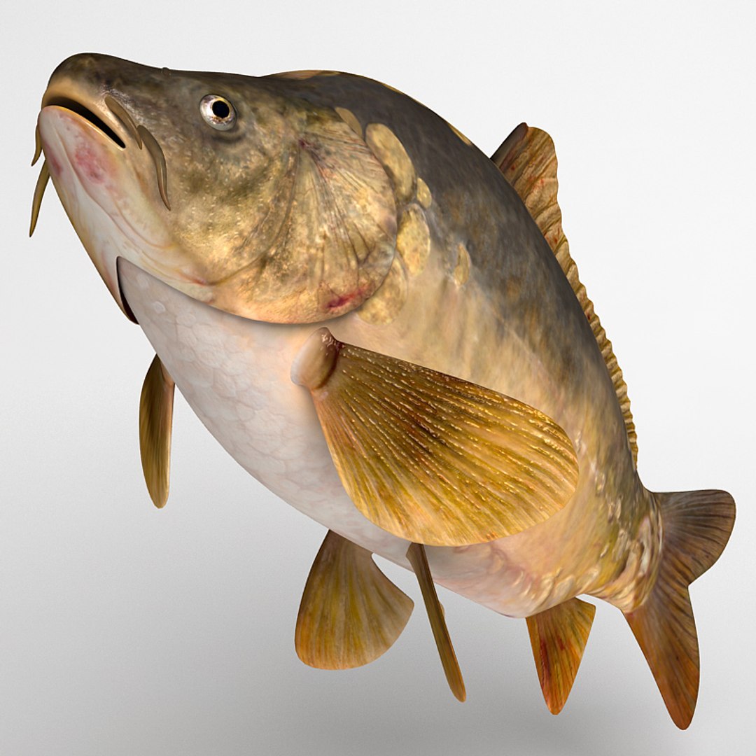 3d mirror carp