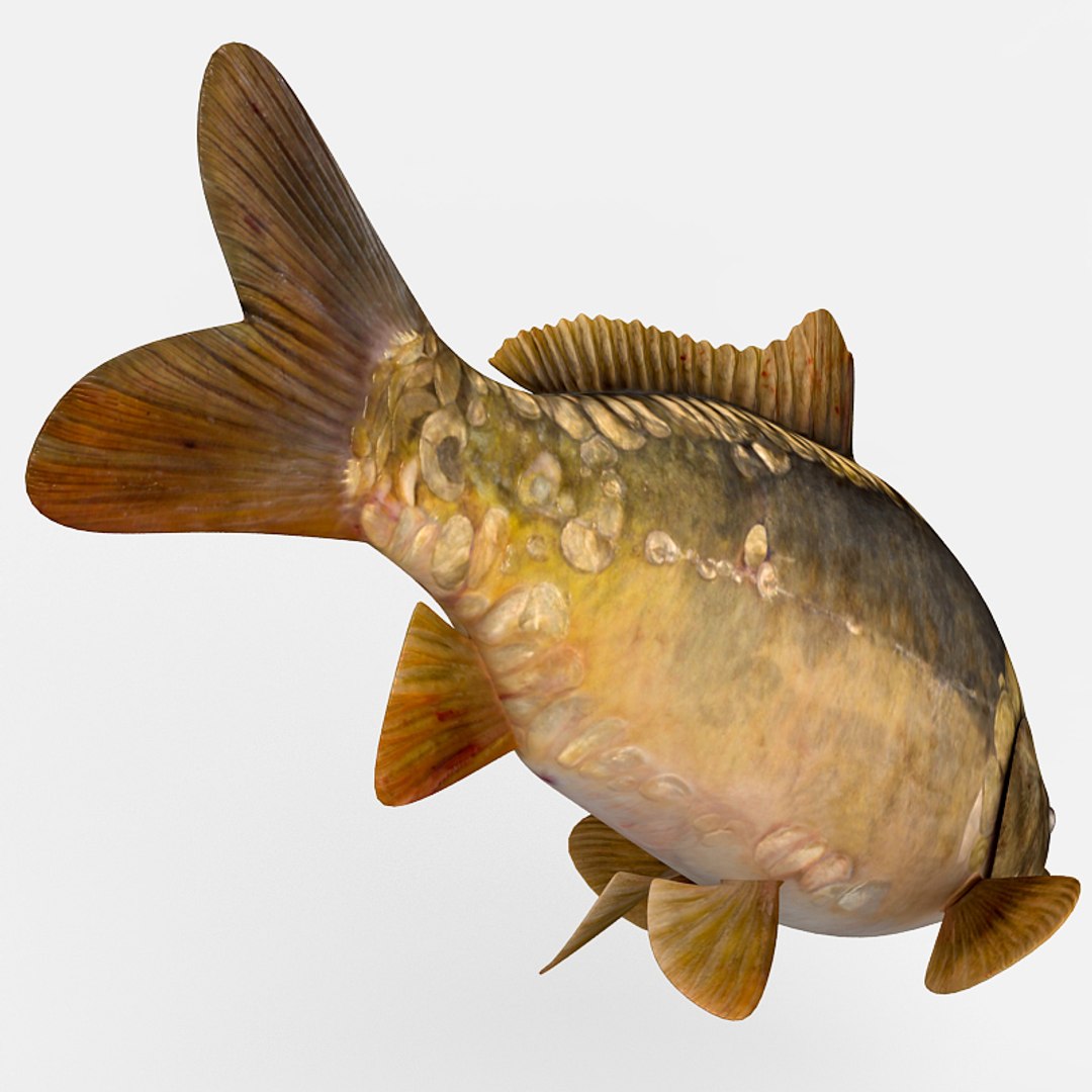 3d mirror carp