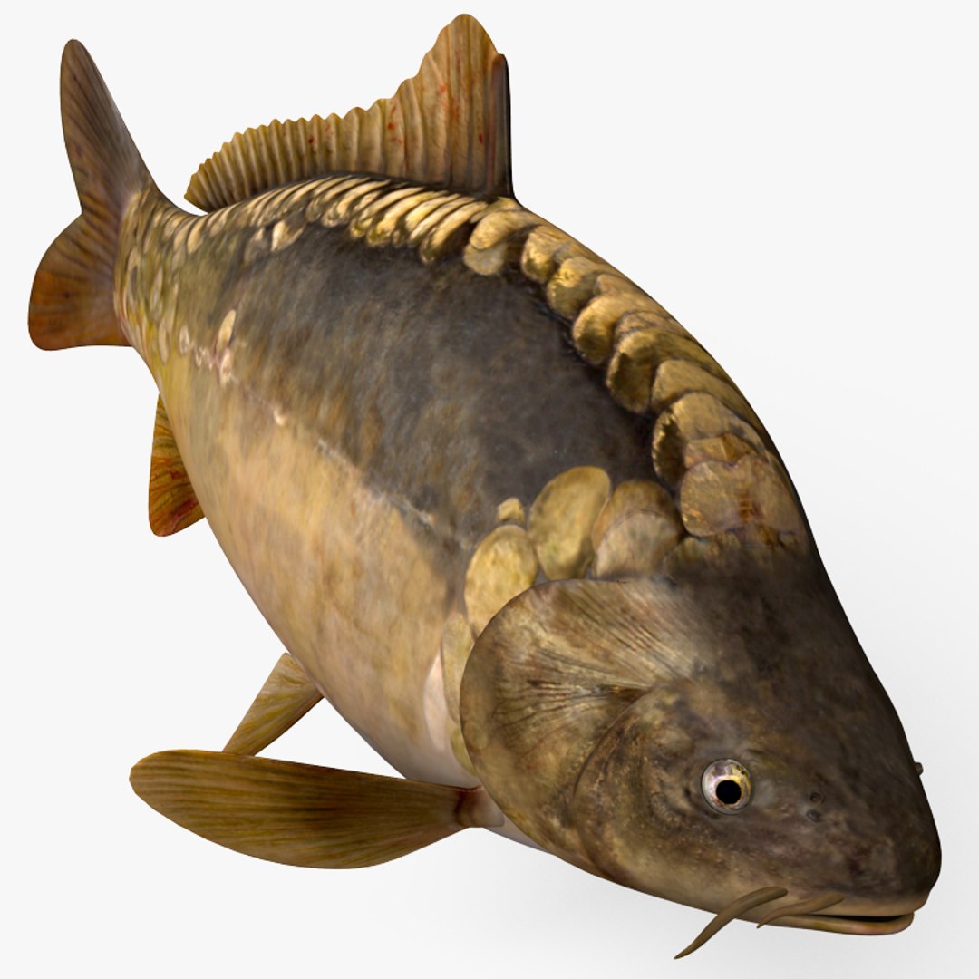 3d mirror carp