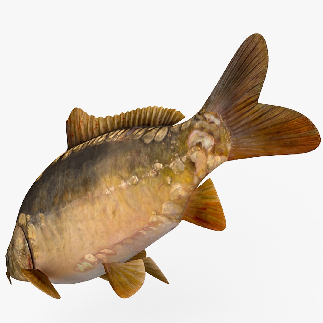 3d mirror carp