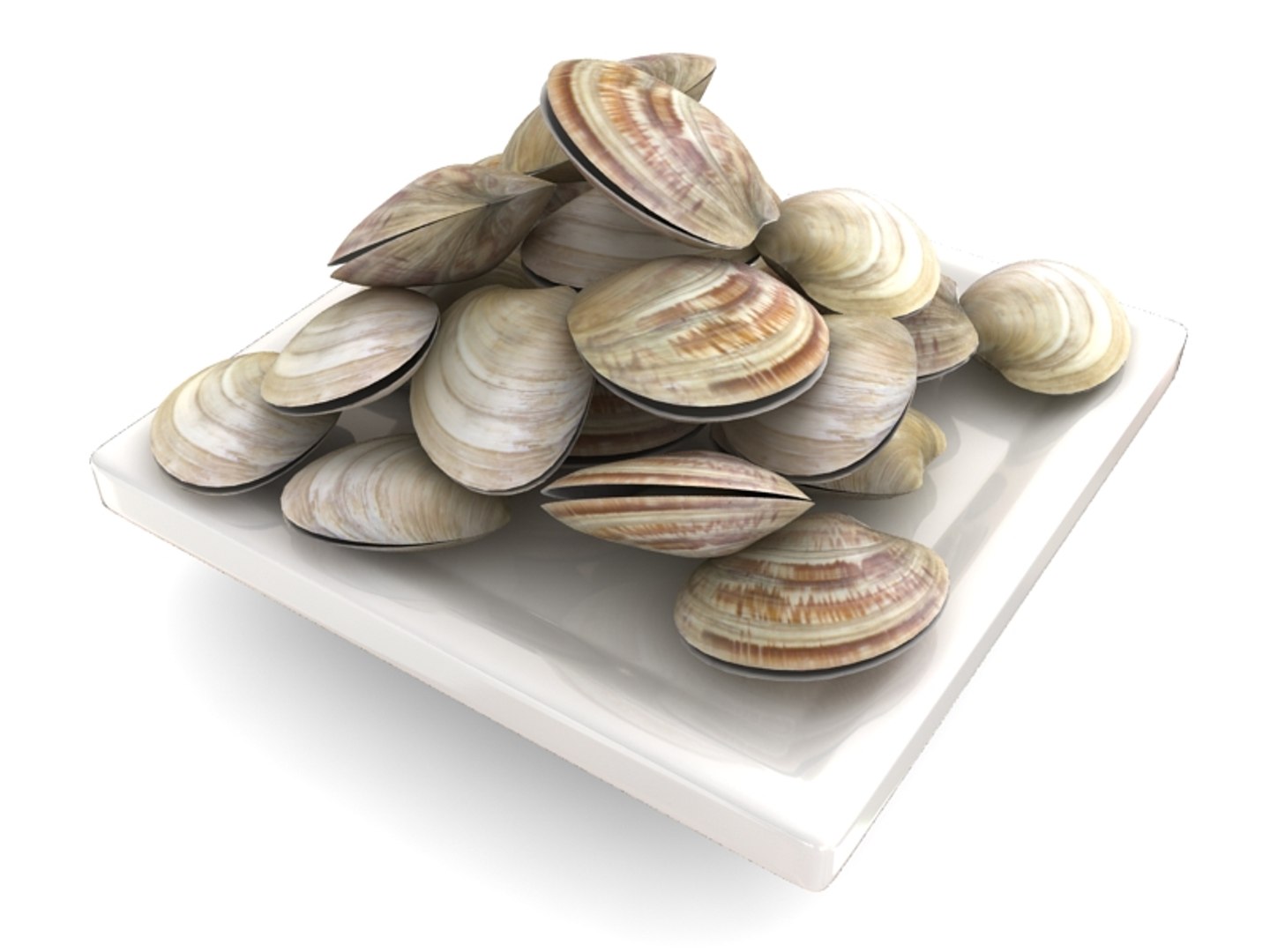 3d Clam
