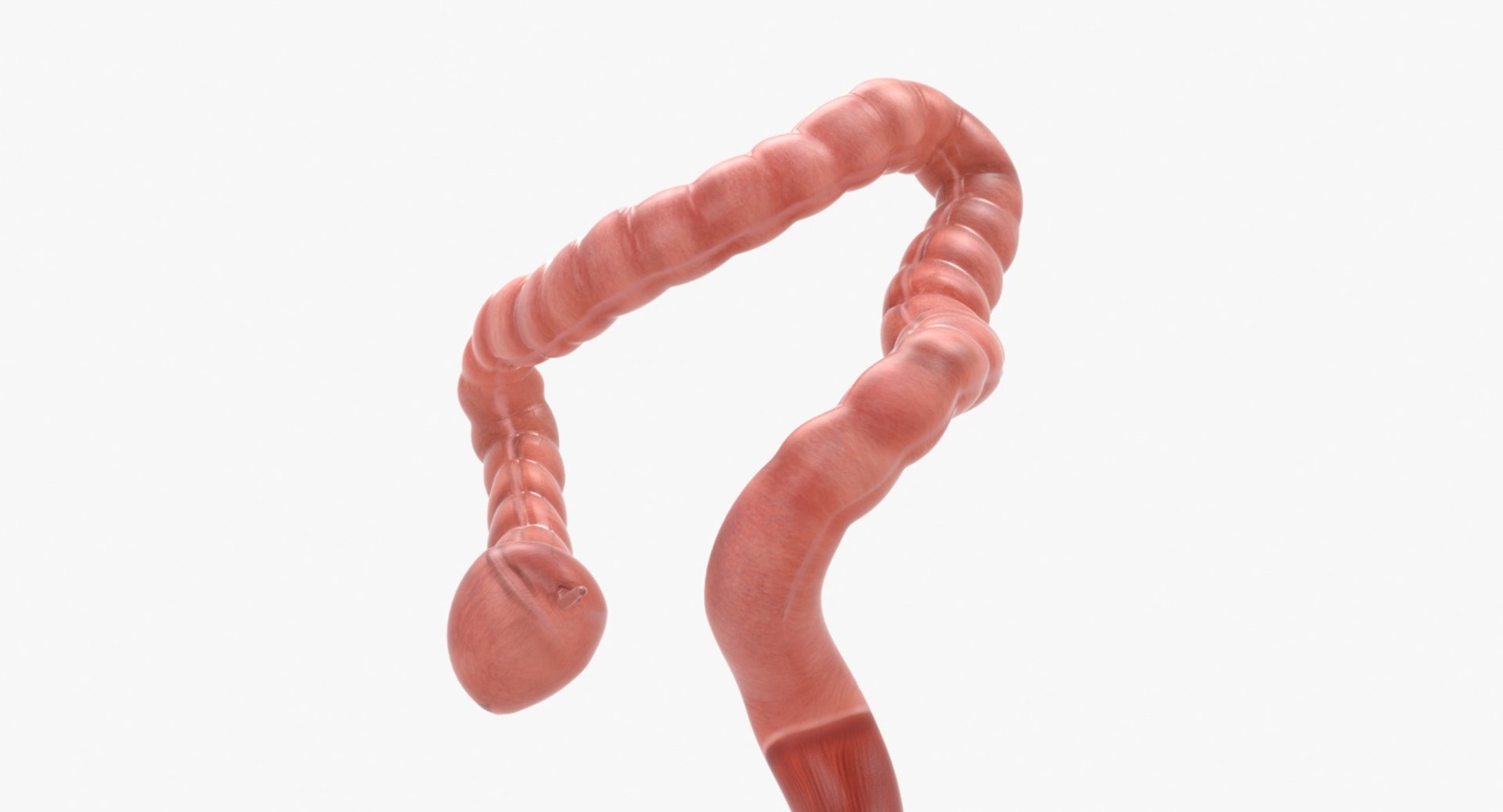 Human Large Intestine 3D Model - TurboSquid 1380731