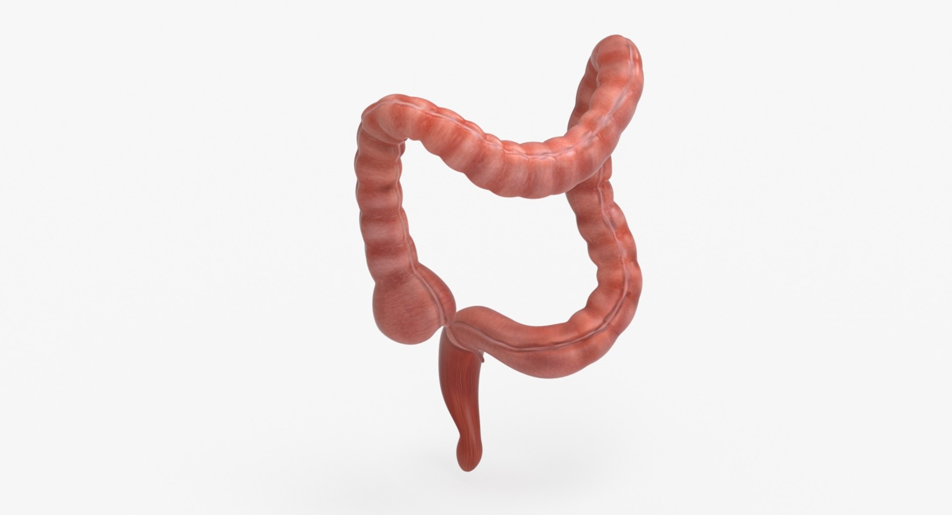 Human Large Intestine 3D Model - TurboSquid 1380731