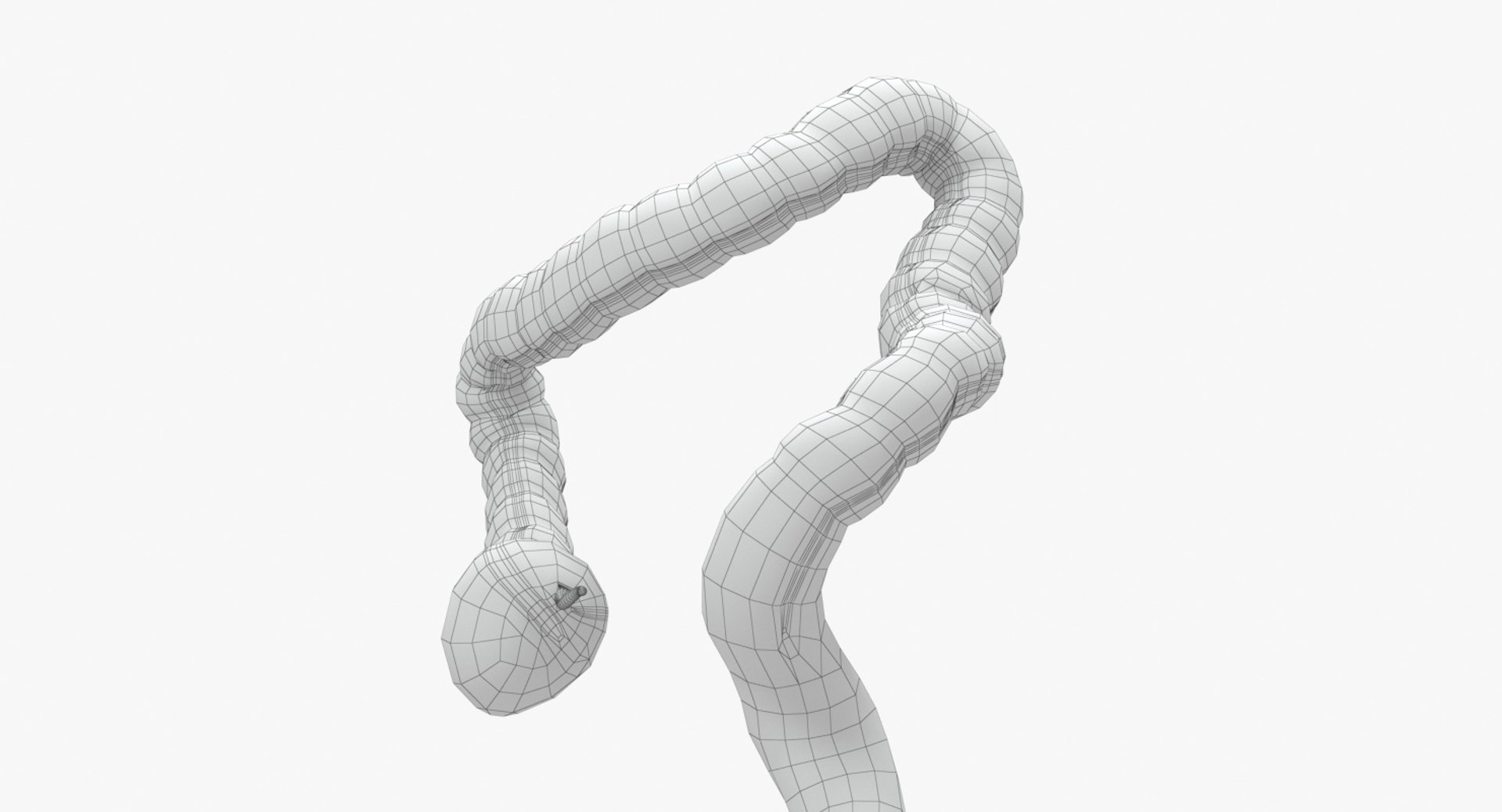Human Large Intestine 3D Model - TurboSquid 1380731