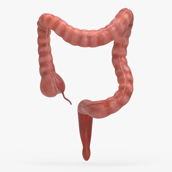 Intestino grosso humano Modelo 3D - TurboSquid 1380731