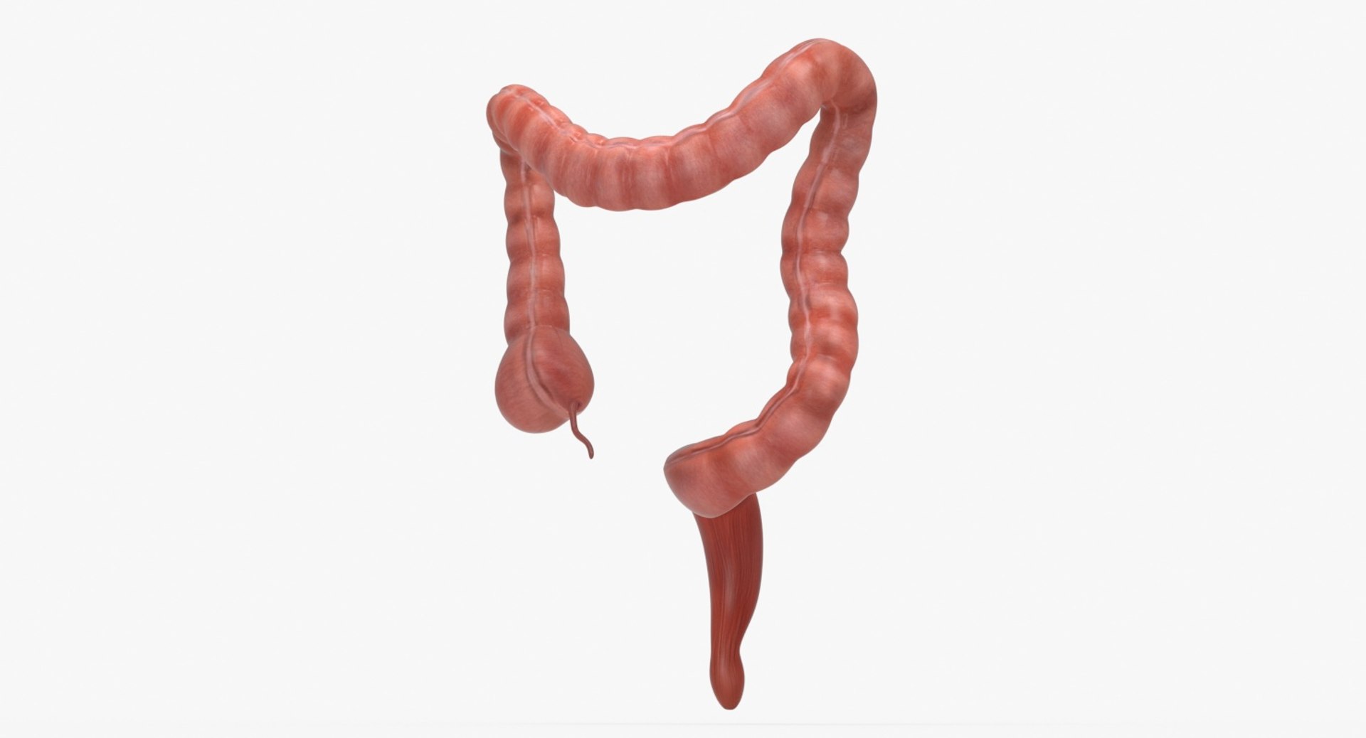Human Large Intestine 3D Model - TurboSquid 1380731
