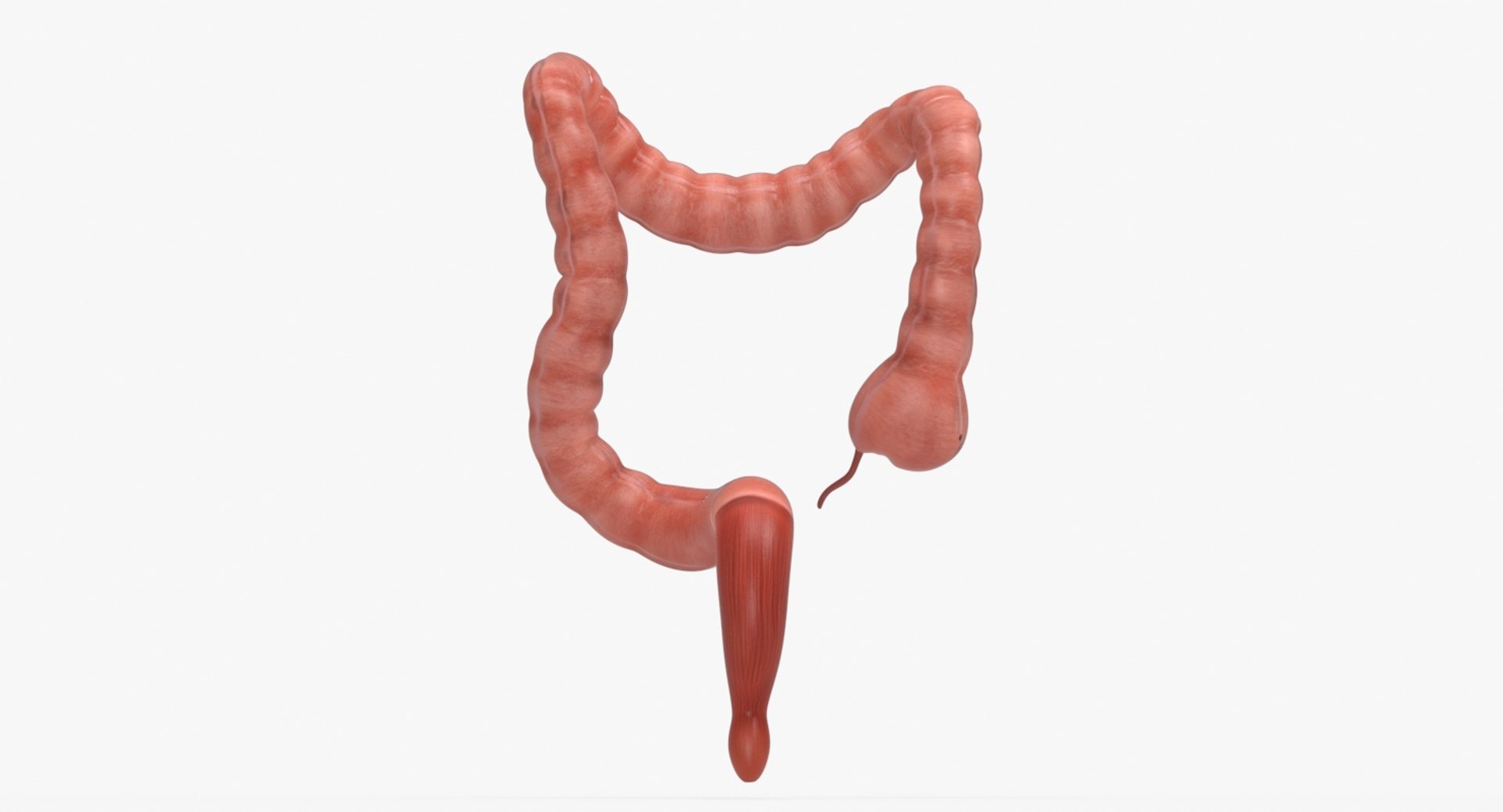 Human Large Intestine 3D Model - TurboSquid 1380731