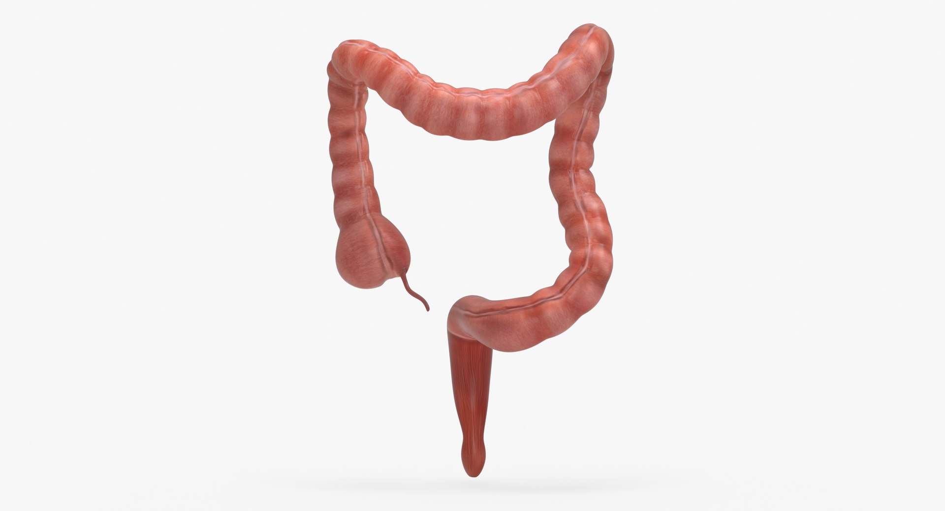 Human Large Intestine 3D Model - TurboSquid 1380731
