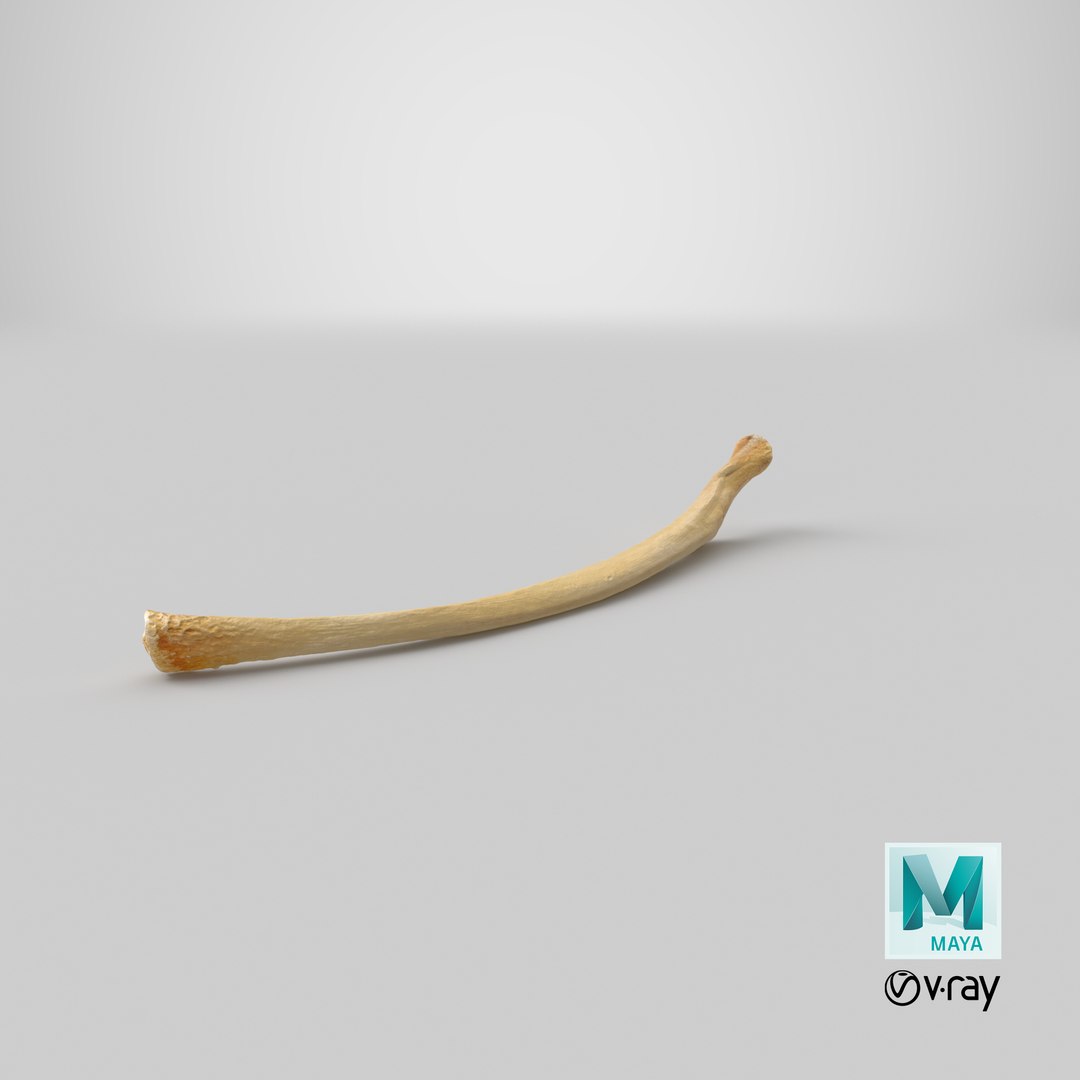 3D Kangaroo Red Necked Wallaby Rib T13 - TurboSquid 2068812