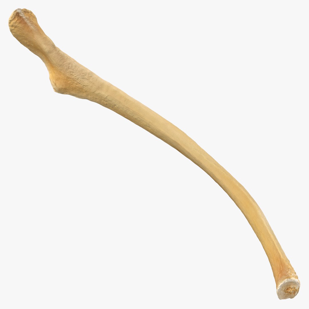 3D Kangaroo Red Necked Wallaby Rib T13 - TurboSquid 2068812