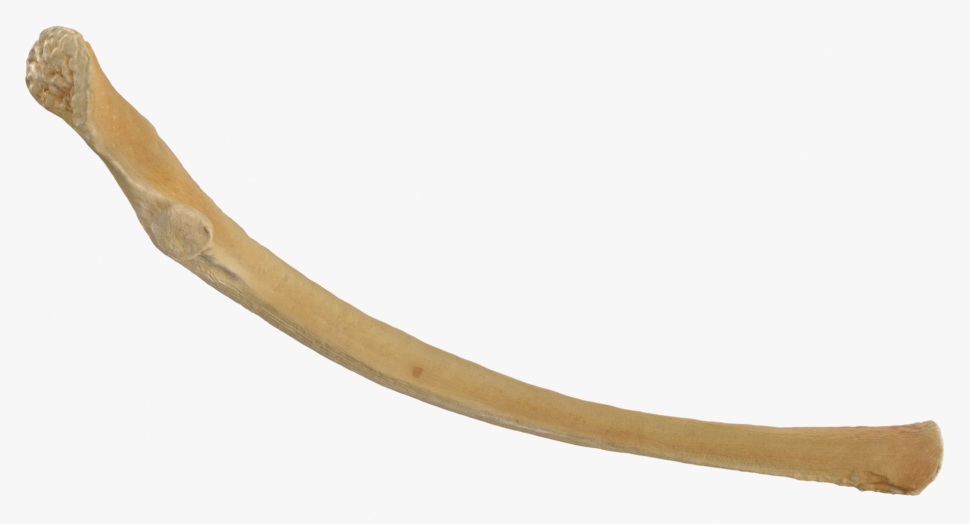 3D Kangaroo Red Necked Wallaby Rib T13 - TurboSquid 2068812