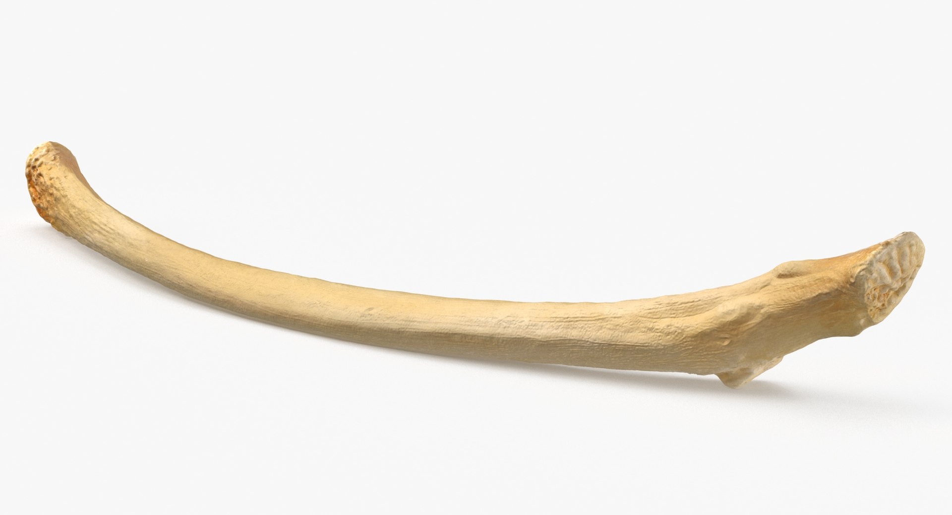 3D Kangaroo Red Necked Wallaby Rib T13 - TurboSquid 2068812